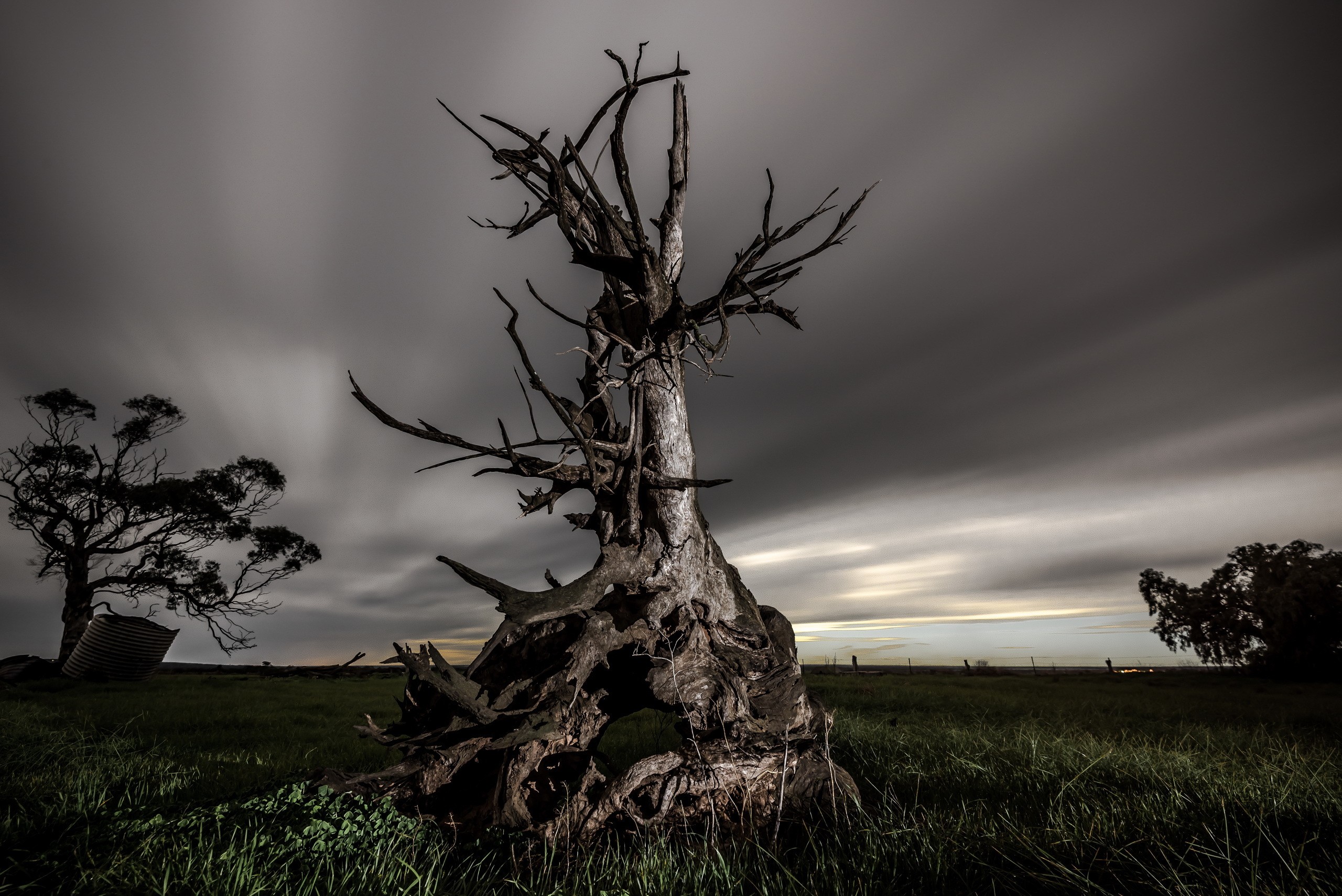 Dry Trees Hd Desktop HD Desktop Wallpaper: Forest, Tree, Earth,