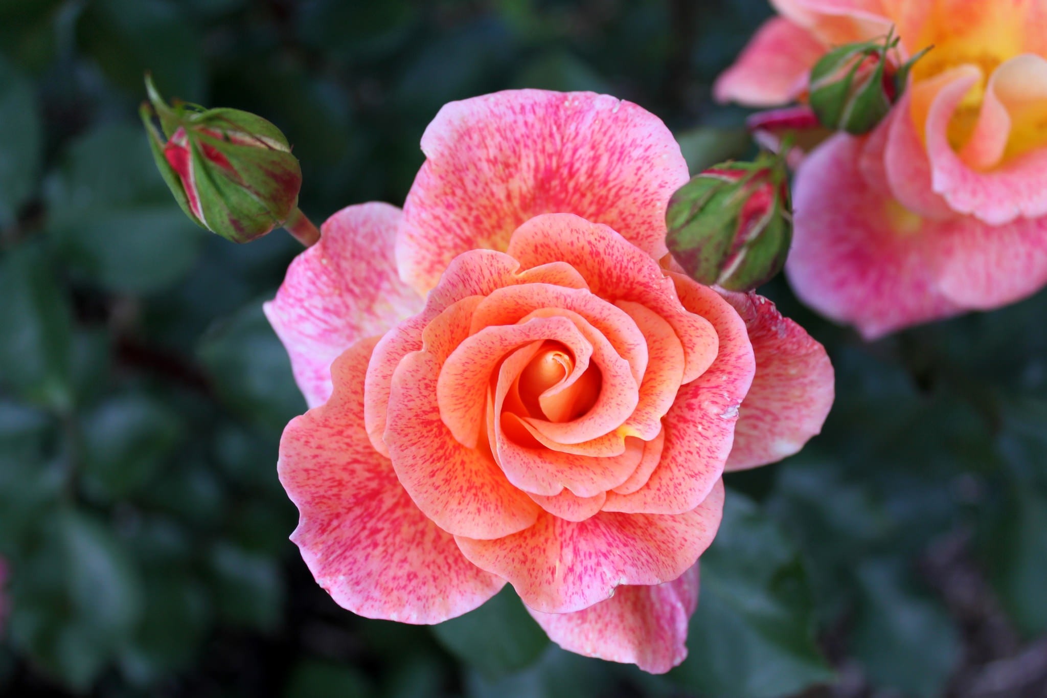 Download Pink Flower Close-up Nature Rose HD Wallpaper
