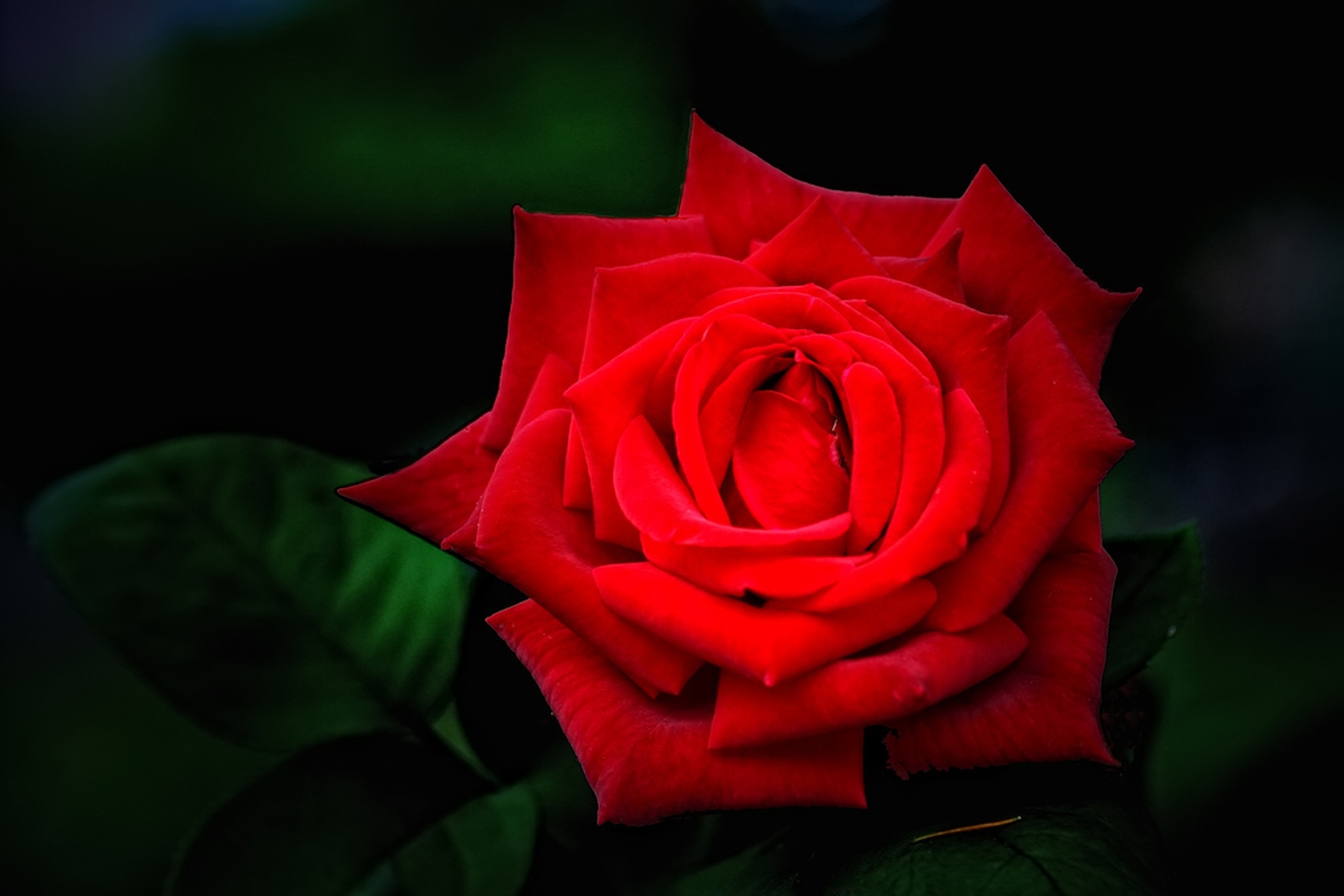 Download Red Flower Close-up Red Rose Flower Nature Rose HD Wallpaper