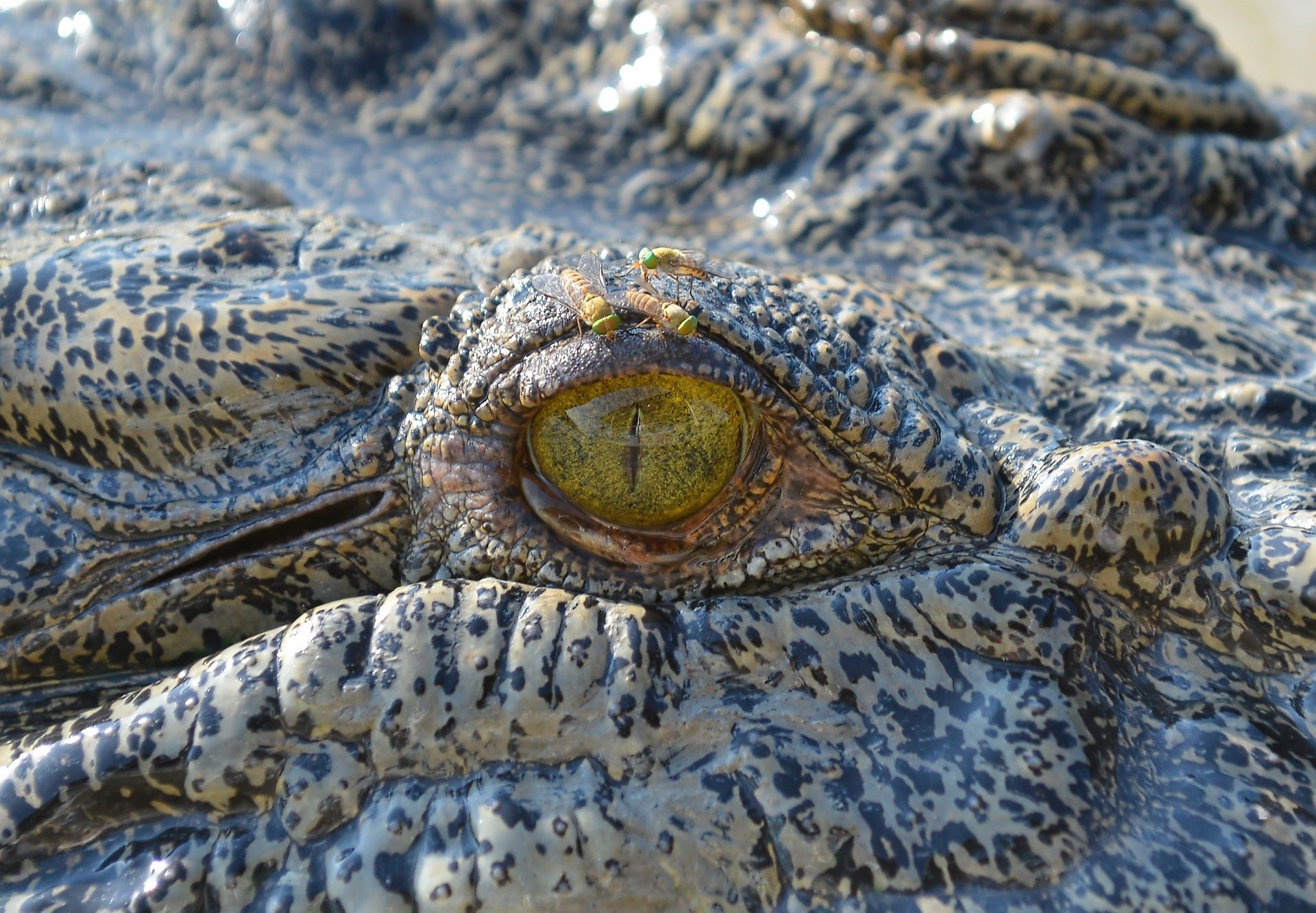 Crocodile Eye Close-Up HD Wallpaper – Stunning Reptile Detail by skeeze