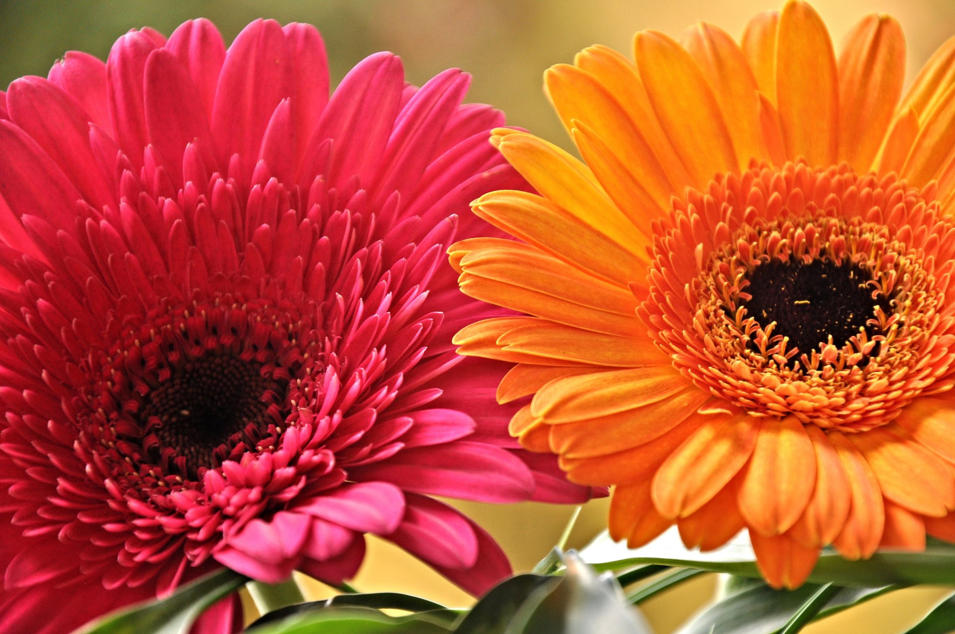 Download Orange Flower Pink Flower Flower Nature Gerbera HD Wallpaper