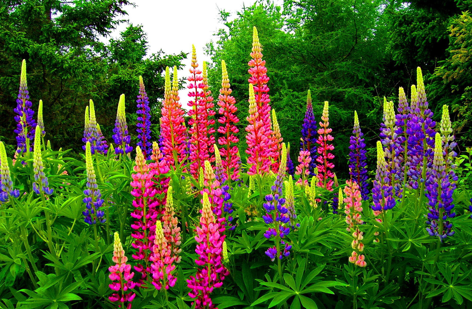 Download Landscape Purple Flower Path Field Flower Nature Lupine 4k ...