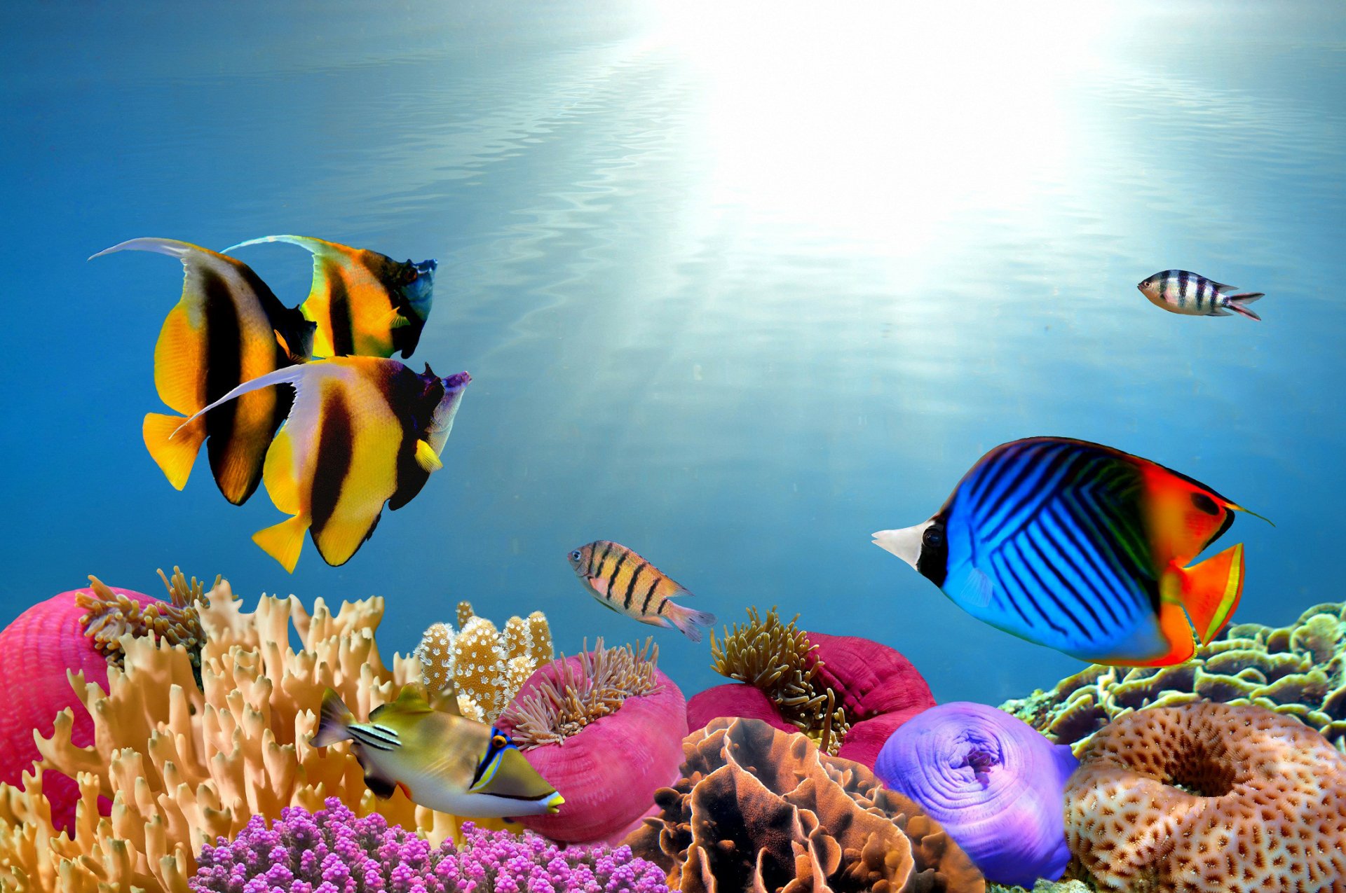 Tropical Reef Life: Vibrant Coral and Colorful Fish HD Wallpaper