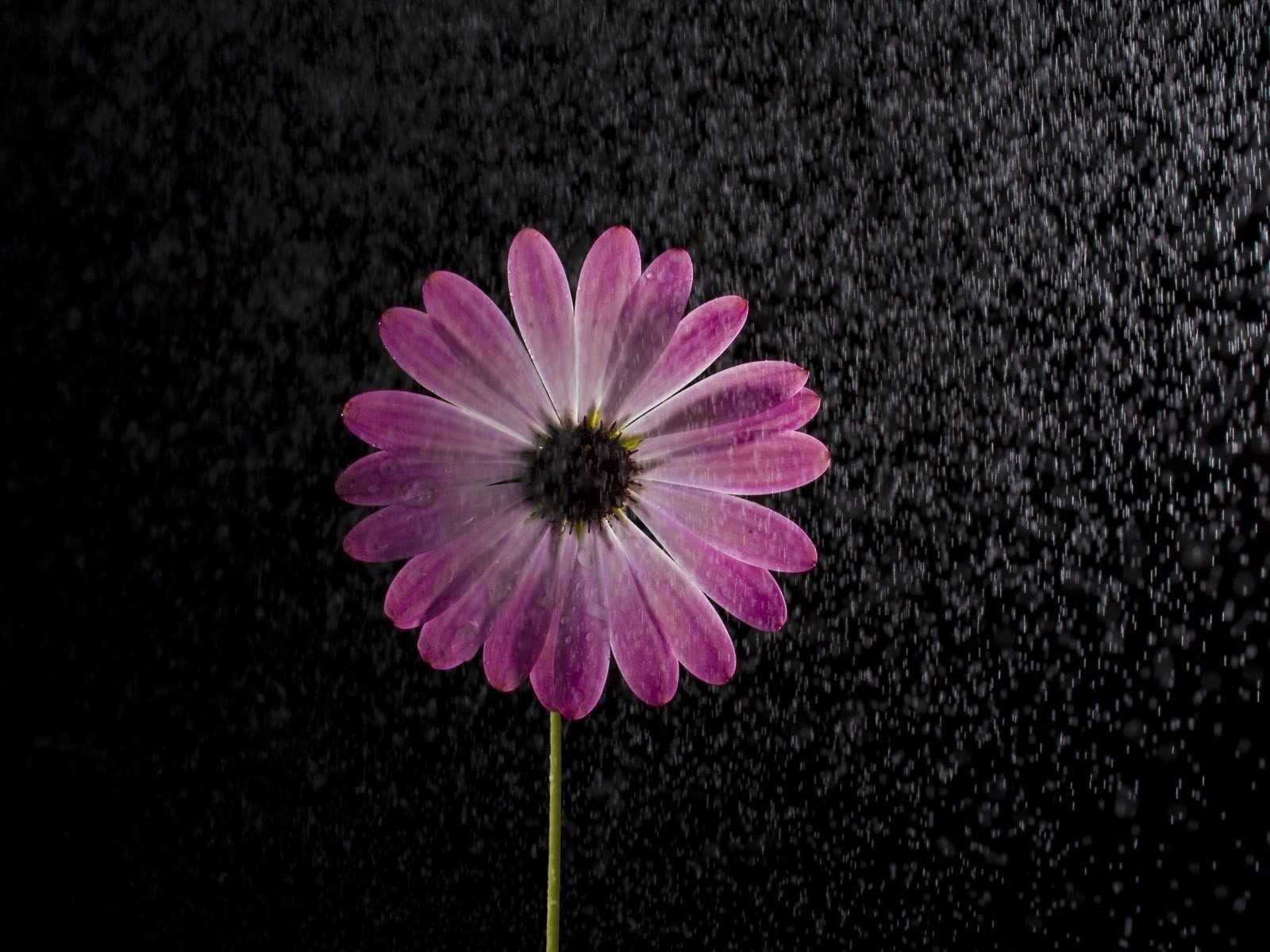 Download Rain Purple Flower Flower Nature Daisy Wallpaper