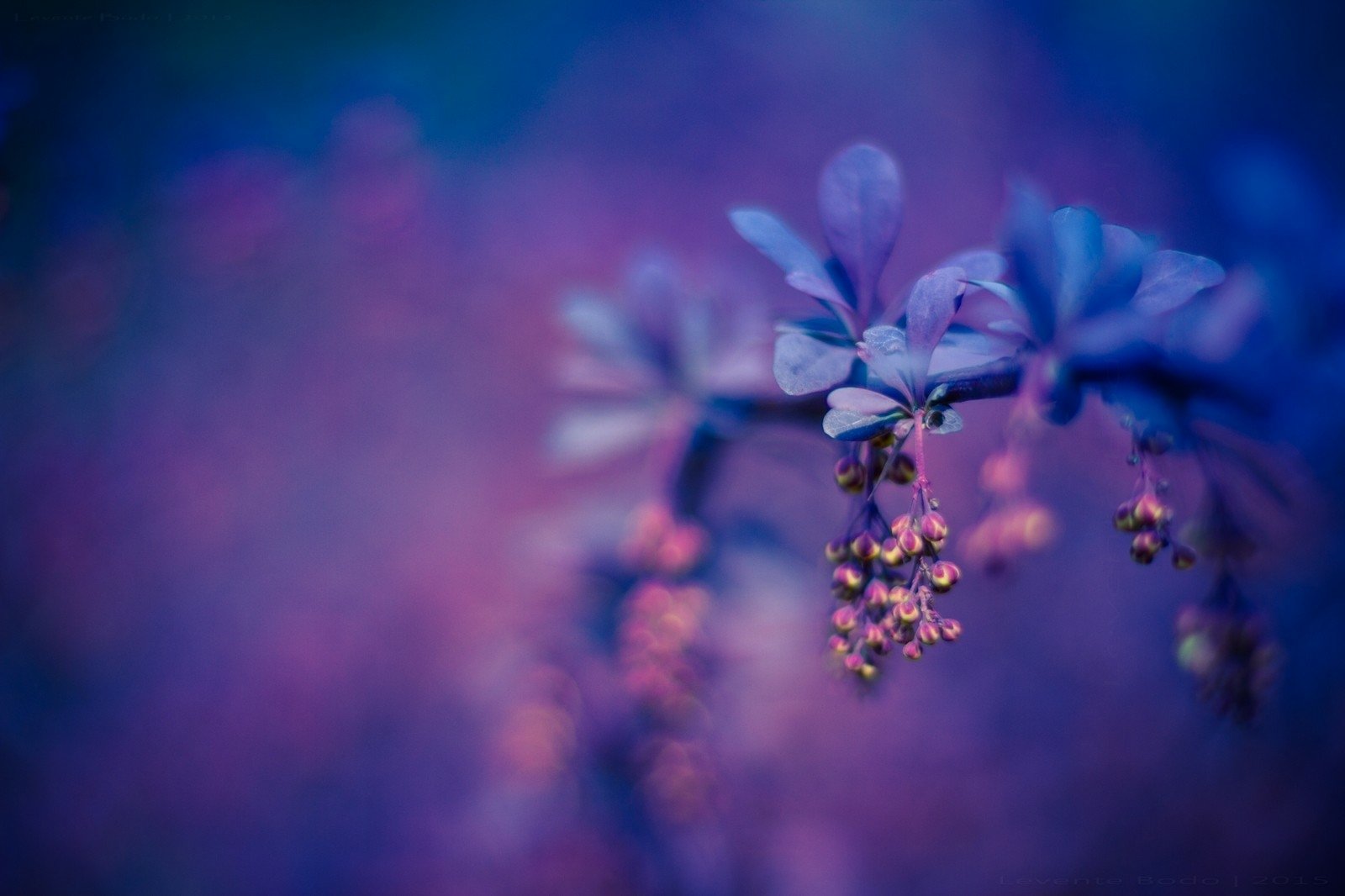 Download Blue Flower Macro Nature Flower Wallpaper | 1600x1066 ...