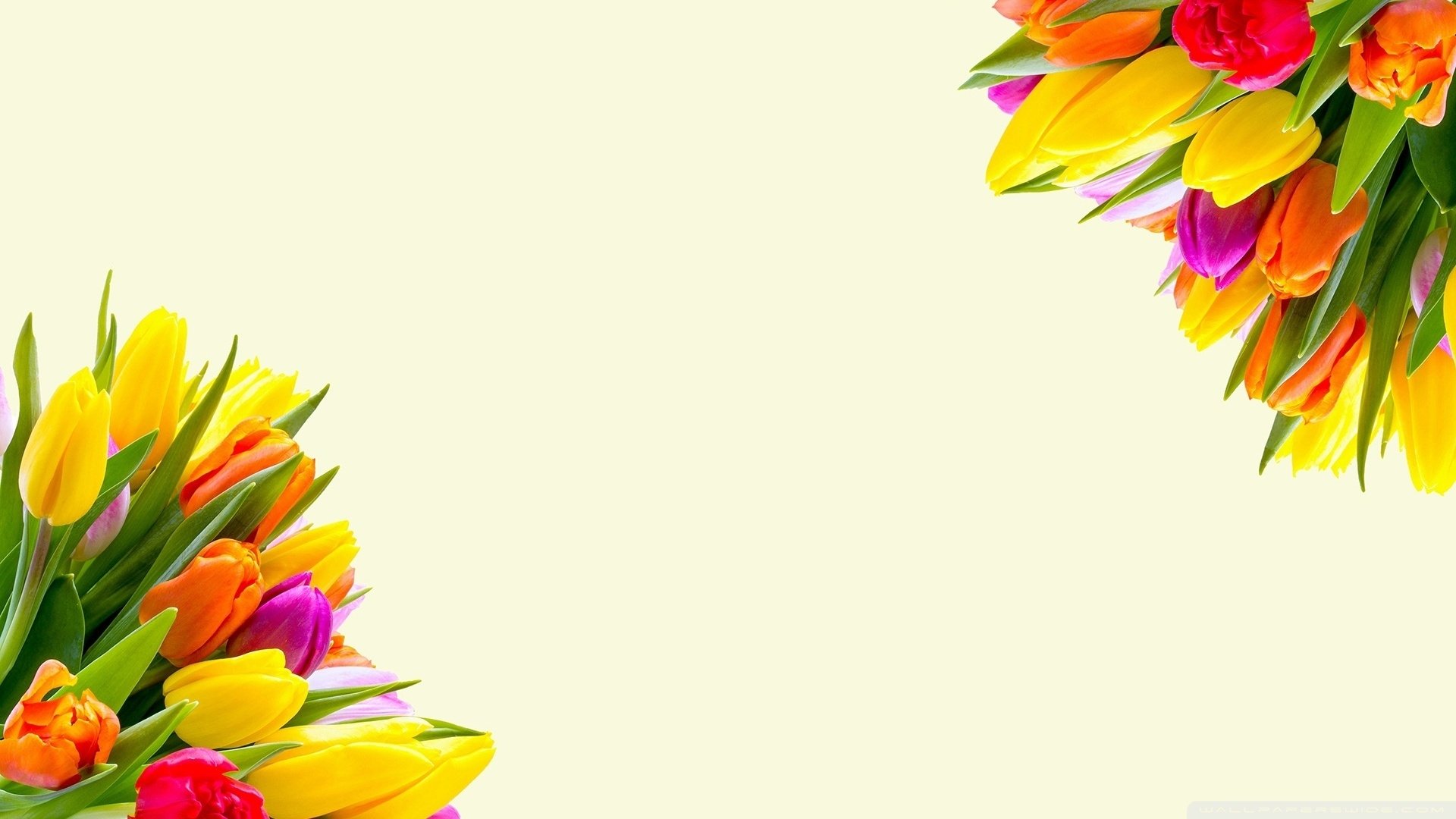 Download Yellow Flower Colorful Colors Tulip Man Made Flower HD Wallpaper