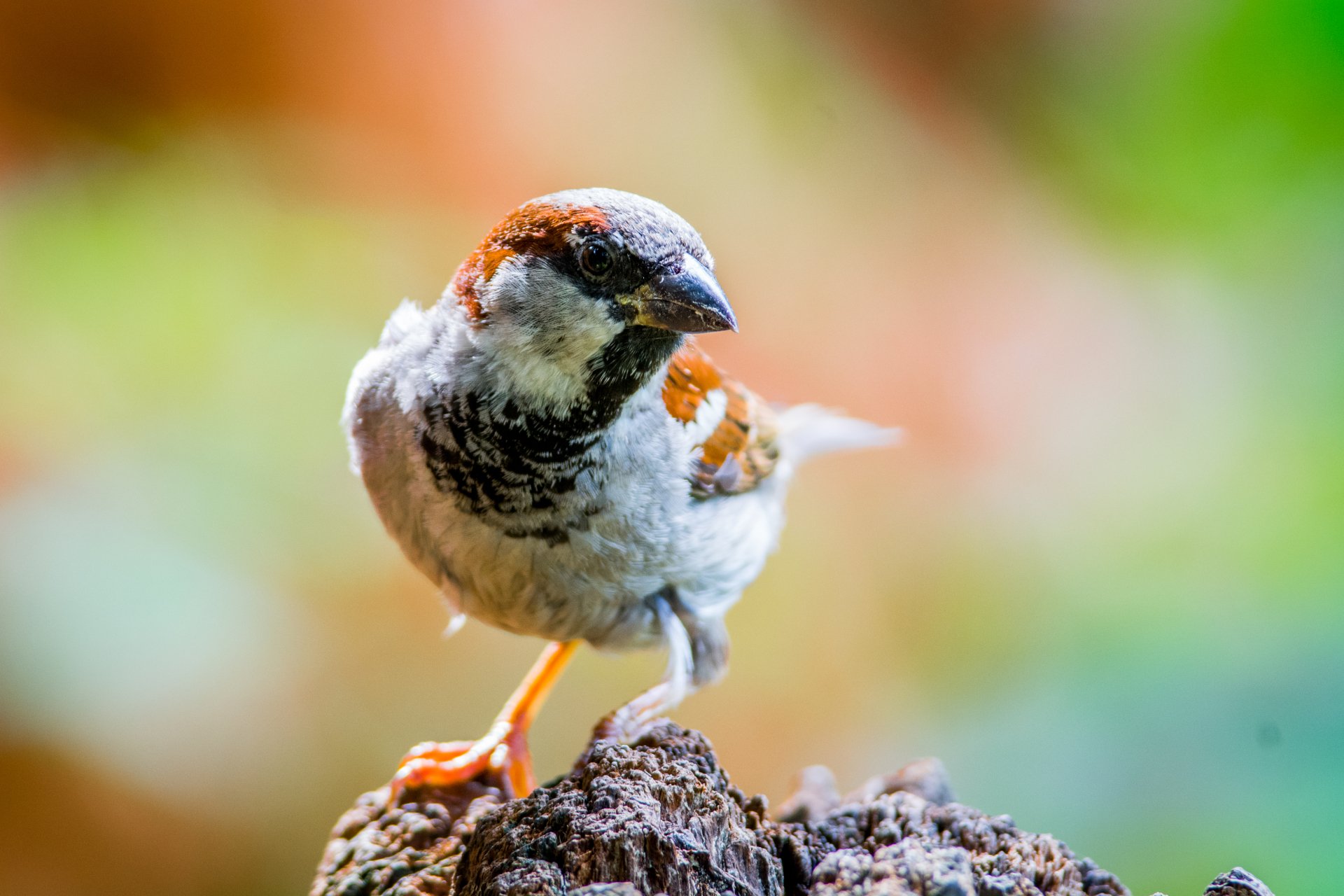 Animal Sparrow 4k Ultra HD Wallpaper by Mario Visser