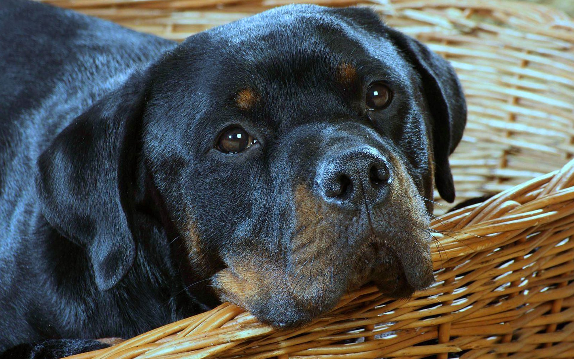 HD Wallpaper of a Gentle Rottweiler Face