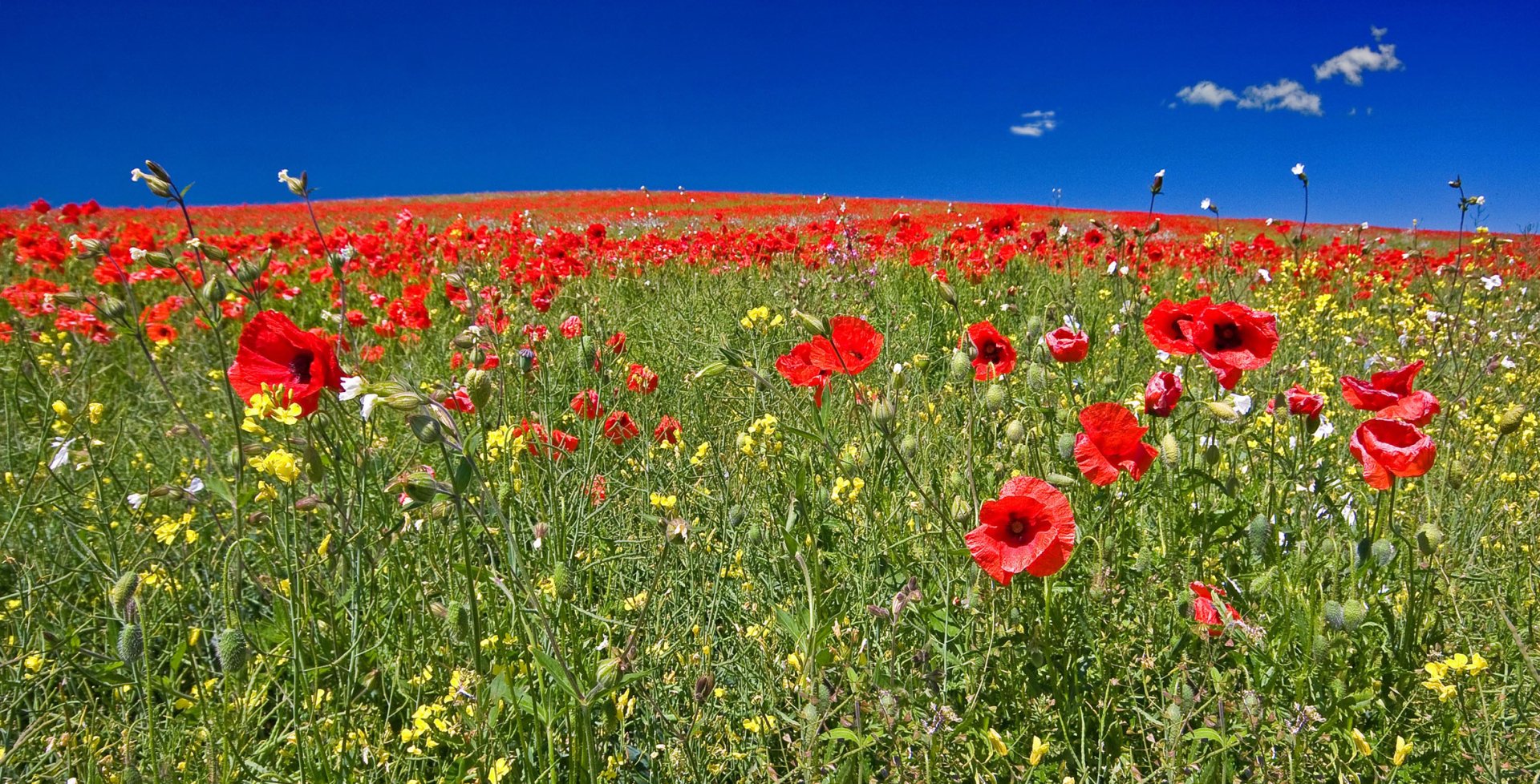 Download Nature Landscape Red Flower Flower Field Poppy HD Wallpaper