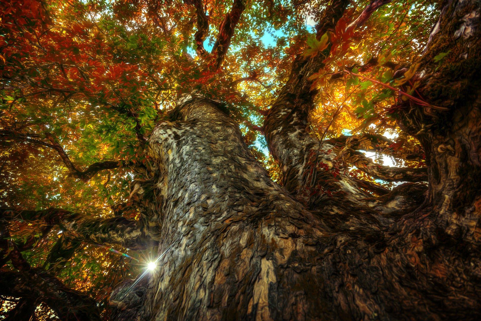 Download Fall Treetops Nature Tree 4k Ultra HD Wallpaper by Chris Frank