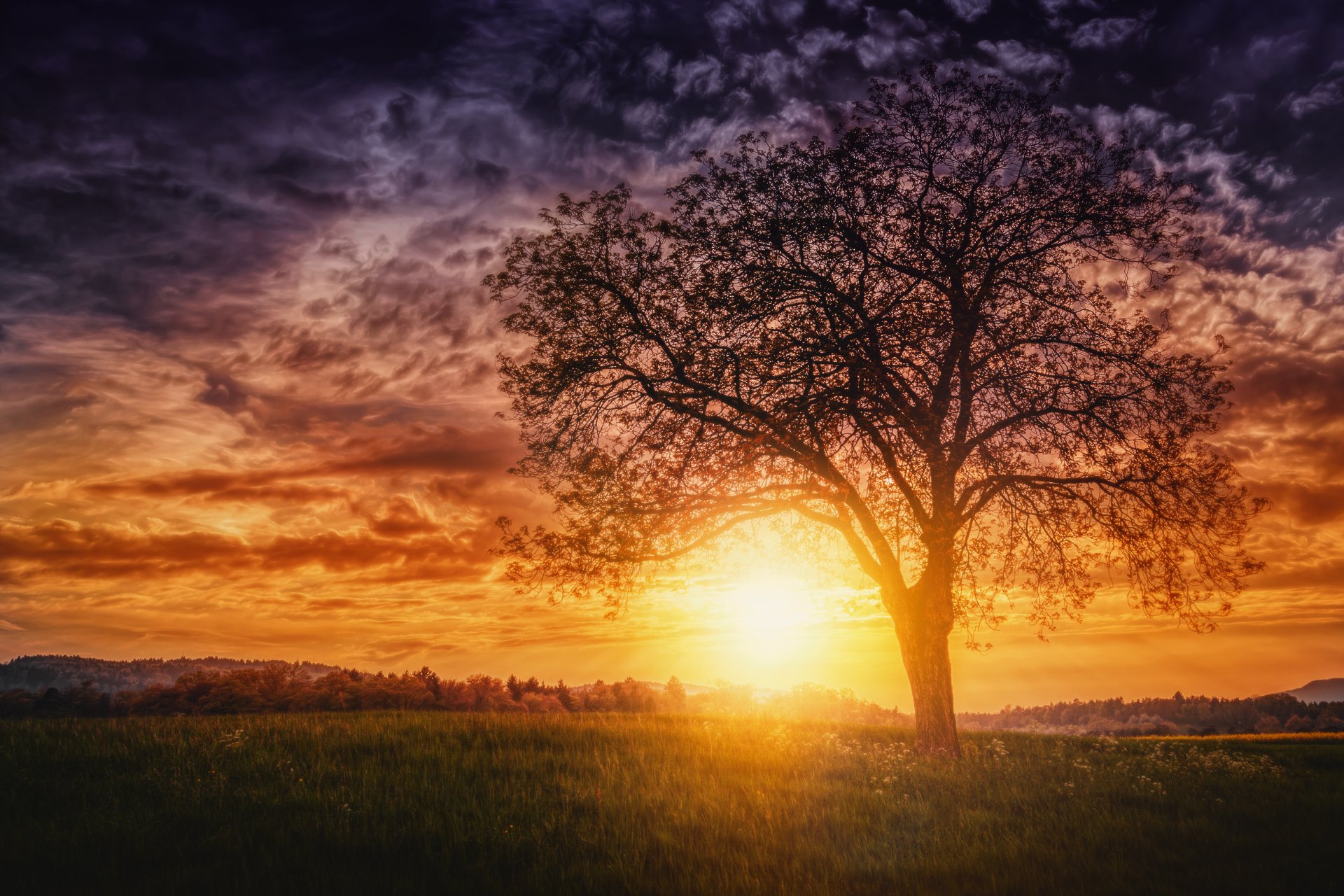 Download Nature Lonely Tree Sun Sky Tree Sunrise 4k Ultra HD Wallpaper ...
