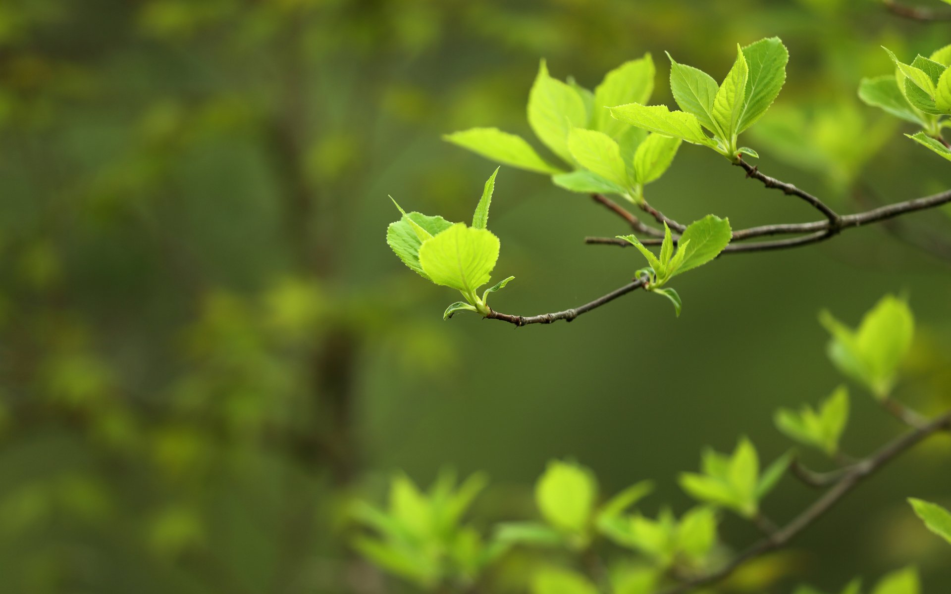 Download Spring Branch Macro Nature Leaf 4k Ultra HD Wallpaper