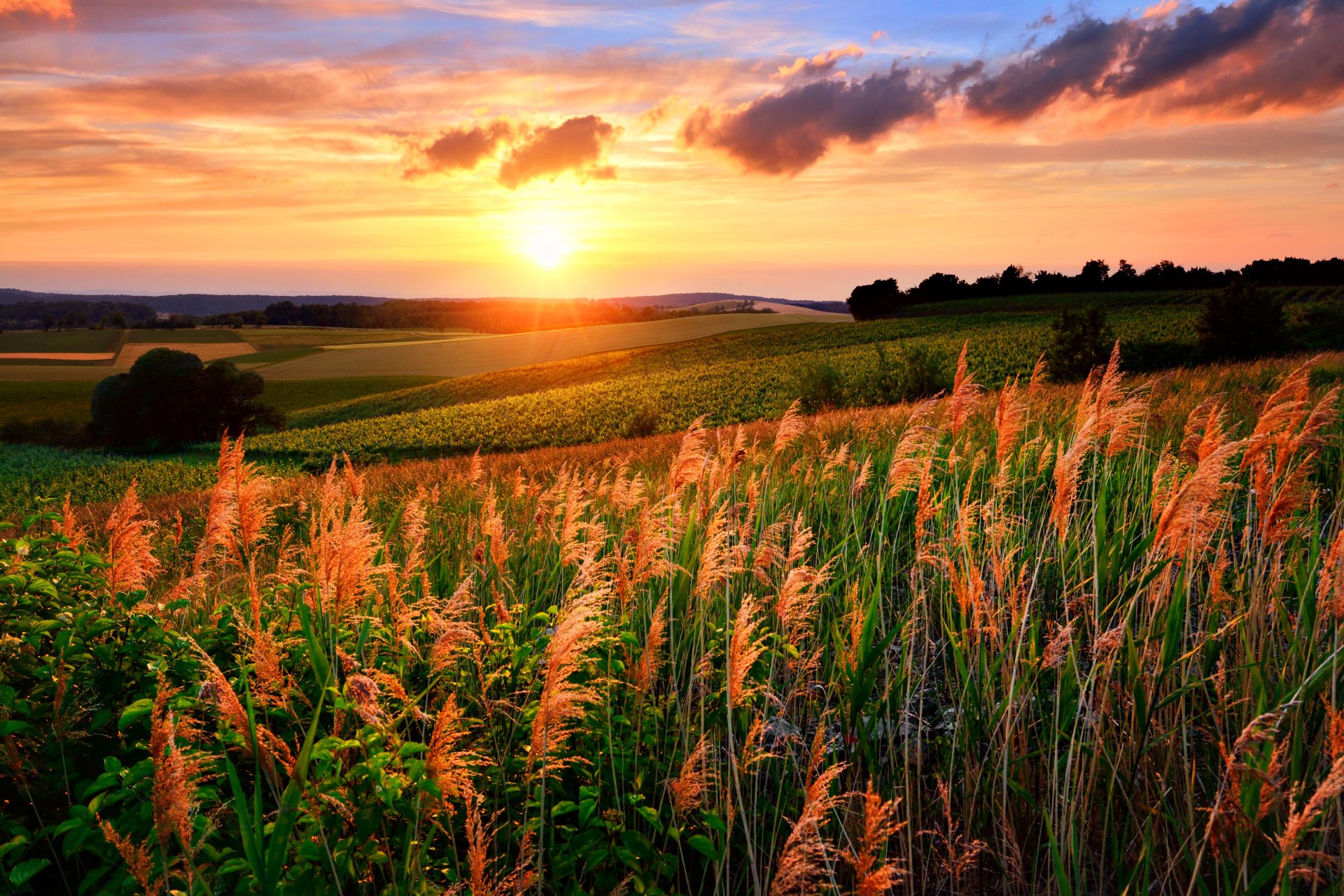 Download Wheat Tree Field Nature Sunset 4k Ultra HD Wallpaper
