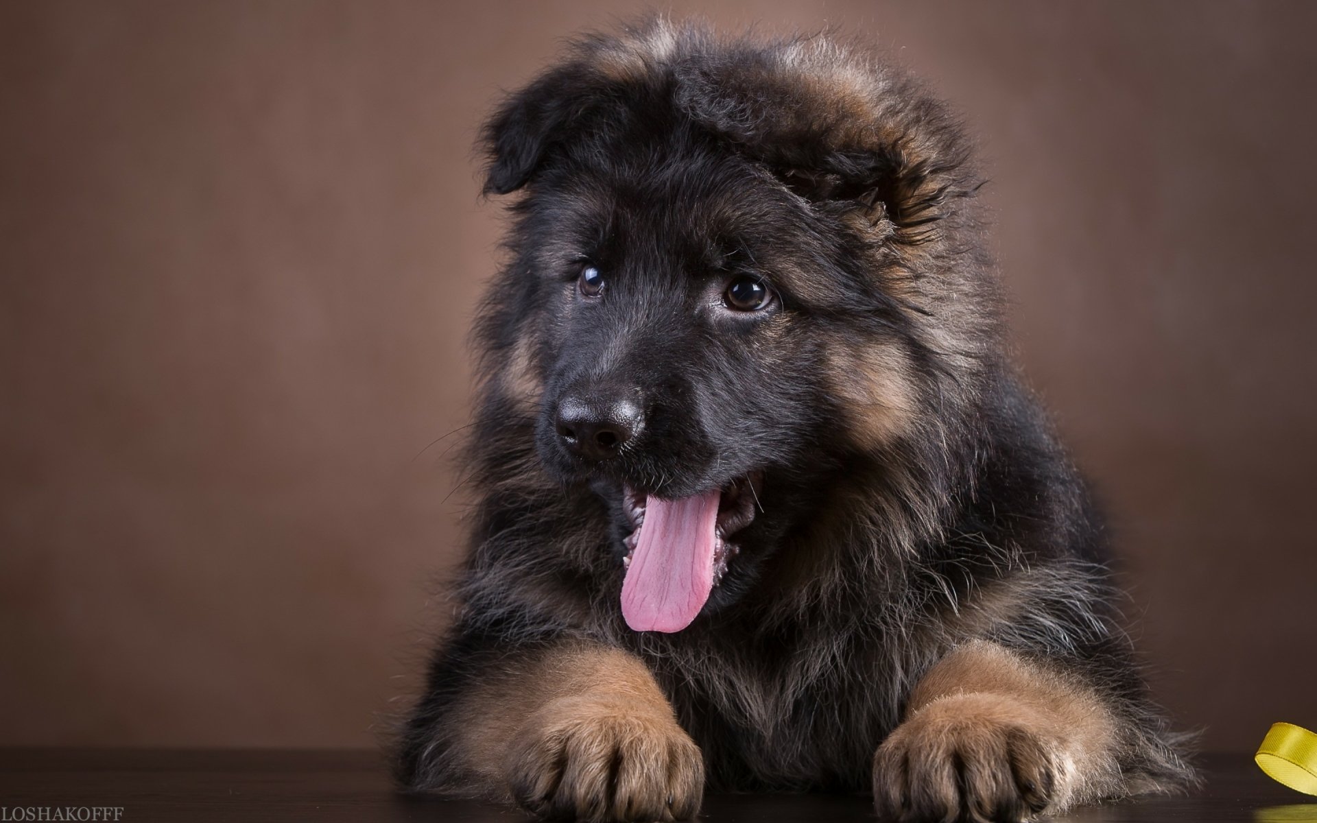 Download Puppy Dog Animal German Shepherd HD Wallpaper
