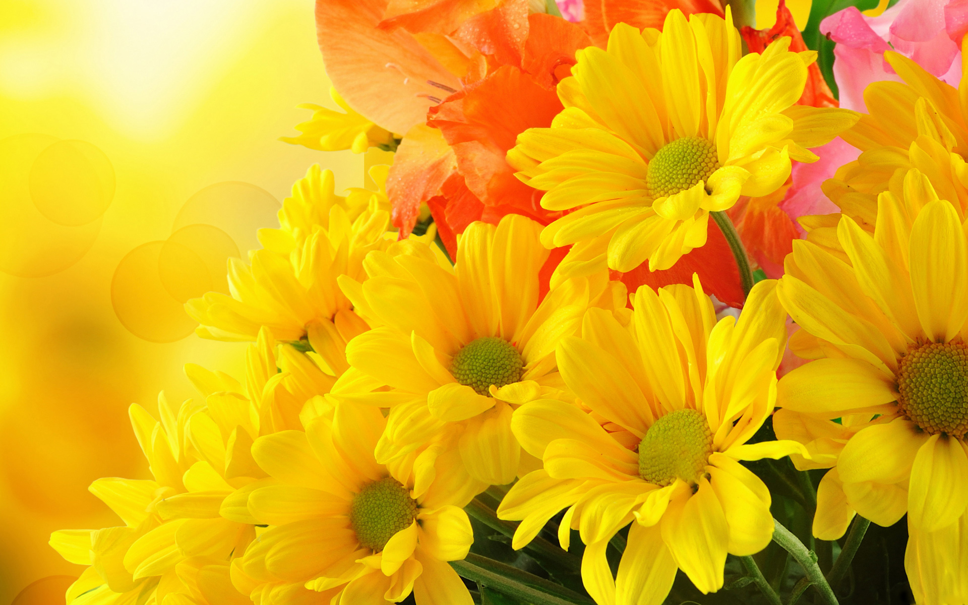 Download Yellow Flower Colorful Colors Daisy Nature Flower HD Wallpaper