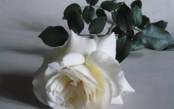 White Roses Wallpaper 4k