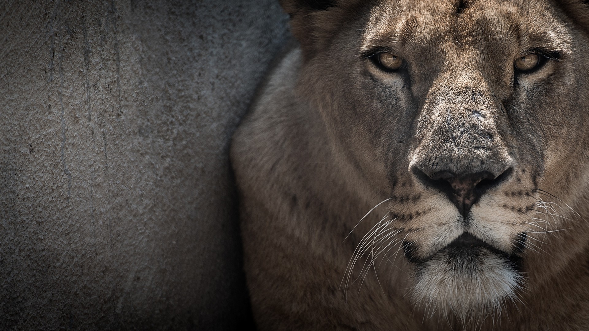 Angry Lioness Wallpaper