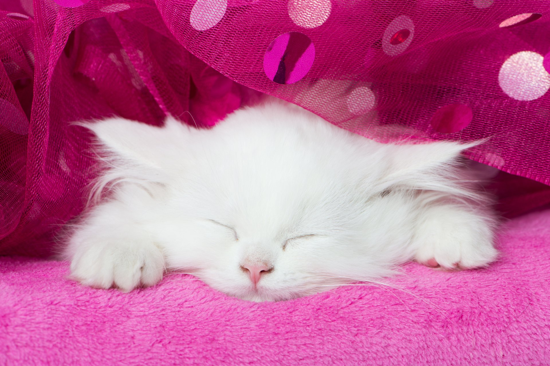 Sleeping Snow-White Cat — 5K Ultra HD Cozy Animal Wallpaper | 7360x4912 ...