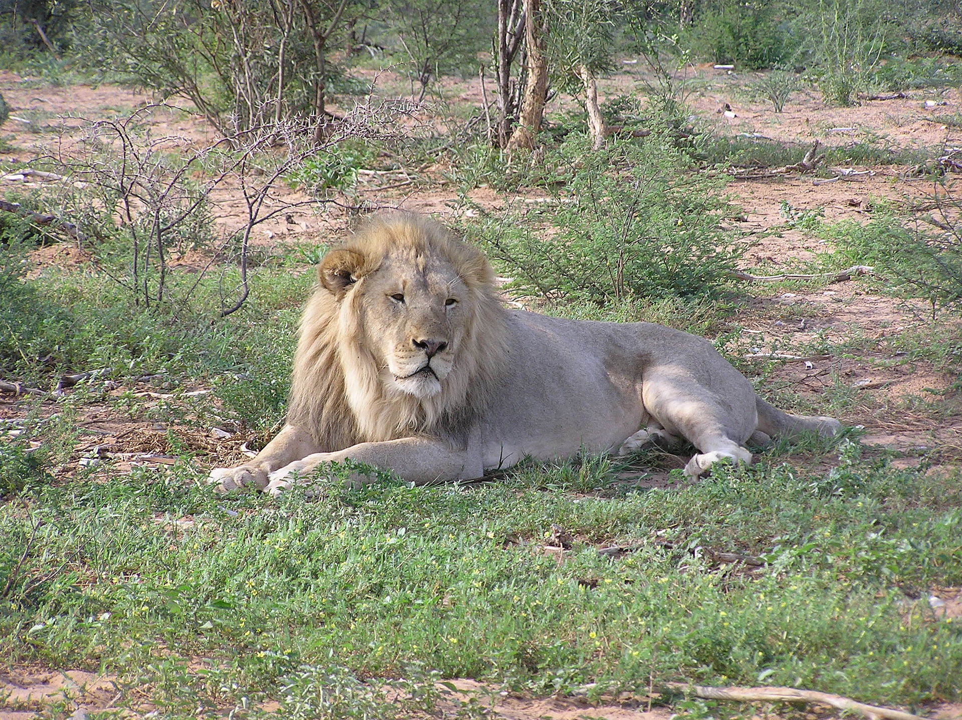 Download Lying Down Animal Lion HD Wallpaper