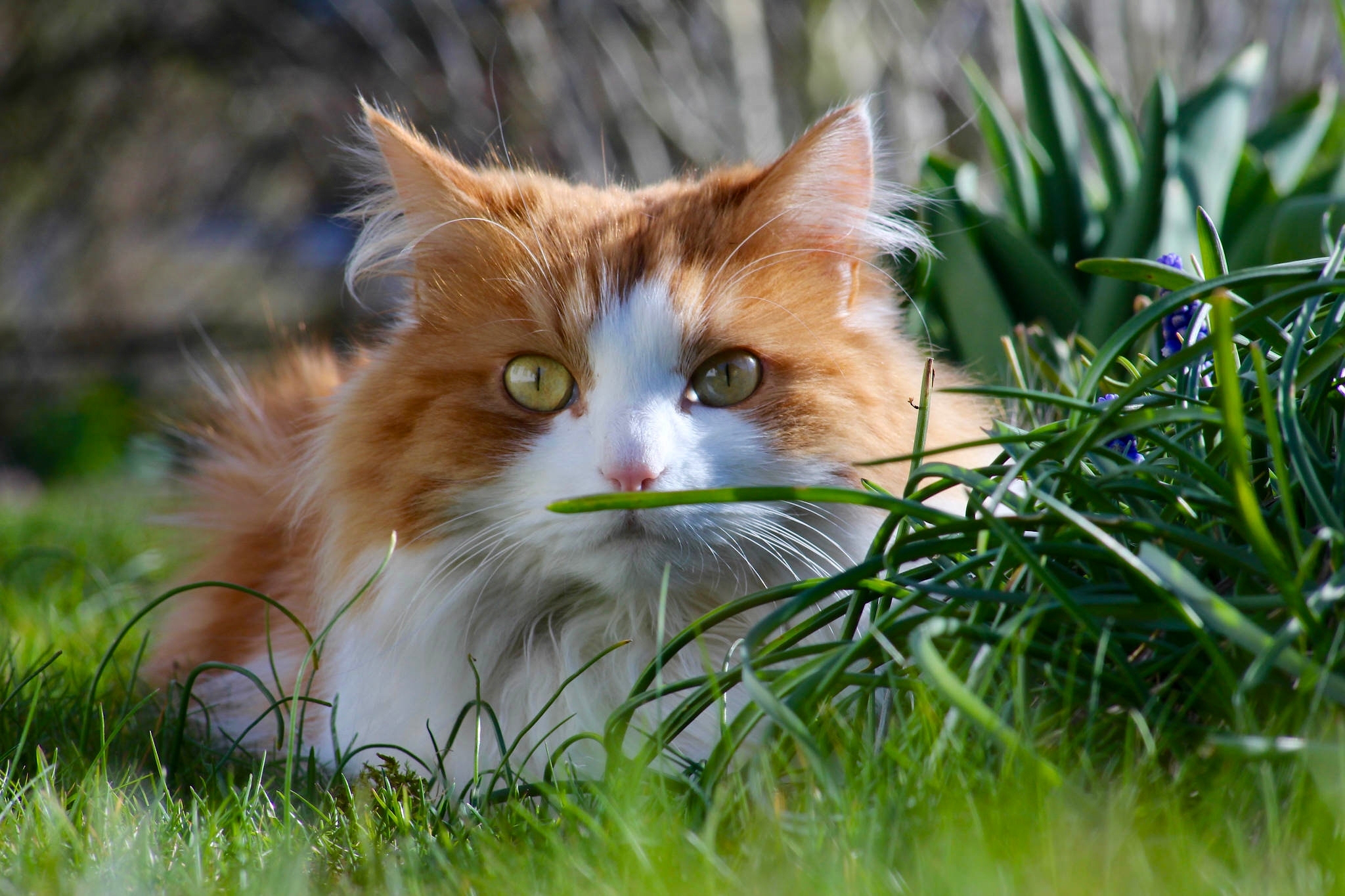 Download Grass Animal Cat HD Wallpaper