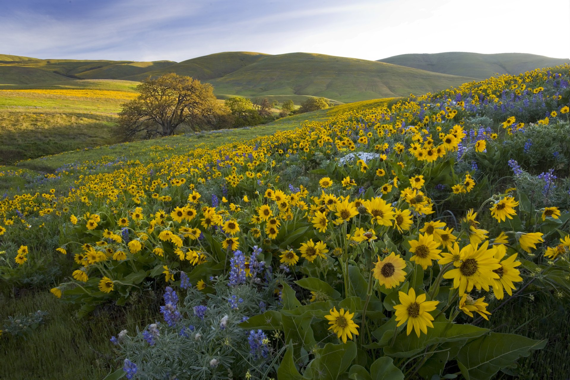 Download Yellow Flower Flower Hill Nature Landscape HD Wallpaper ...