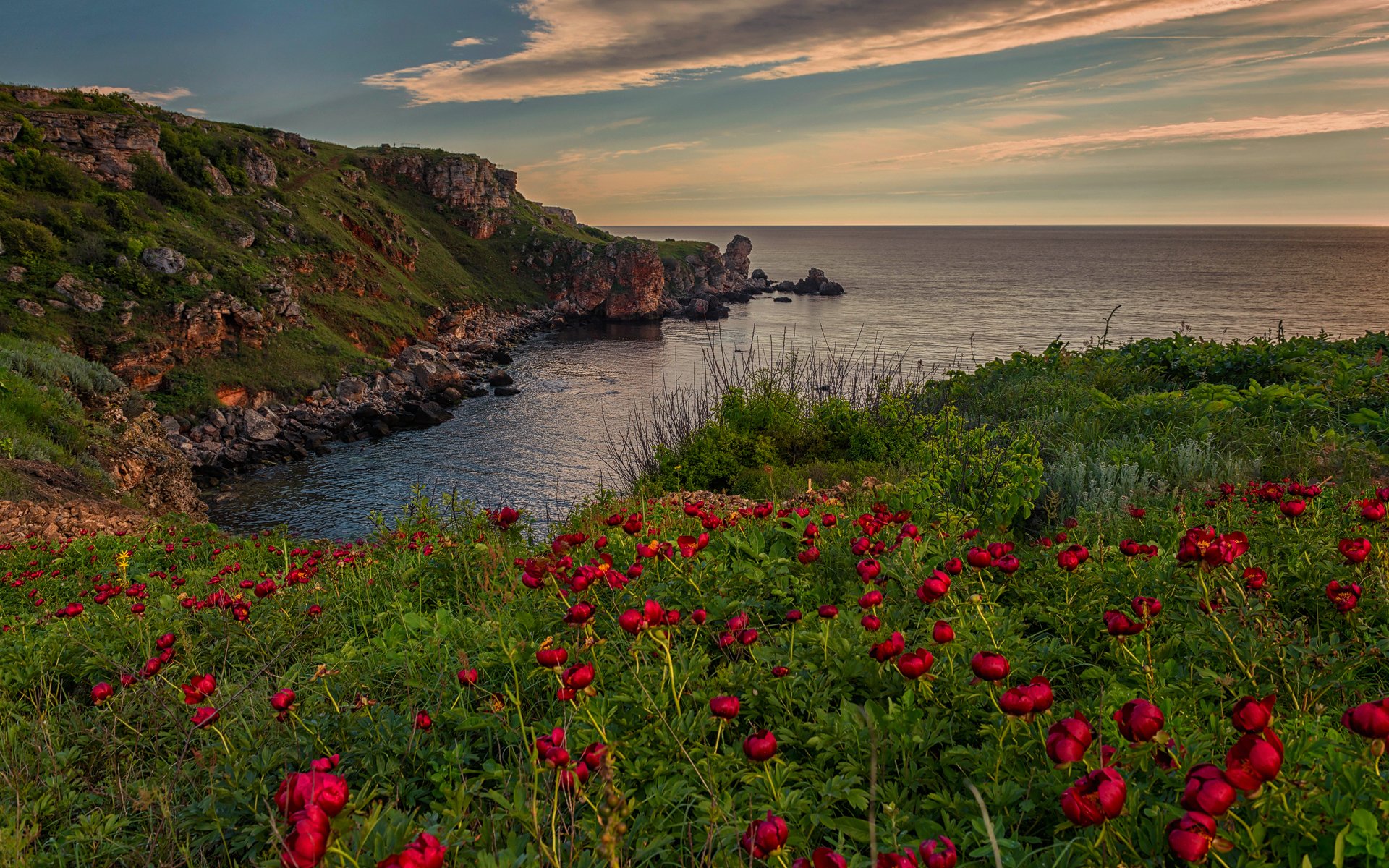 Download Red Flower Grass Black Sea Coast Horizon Sea Ocean Flower ...