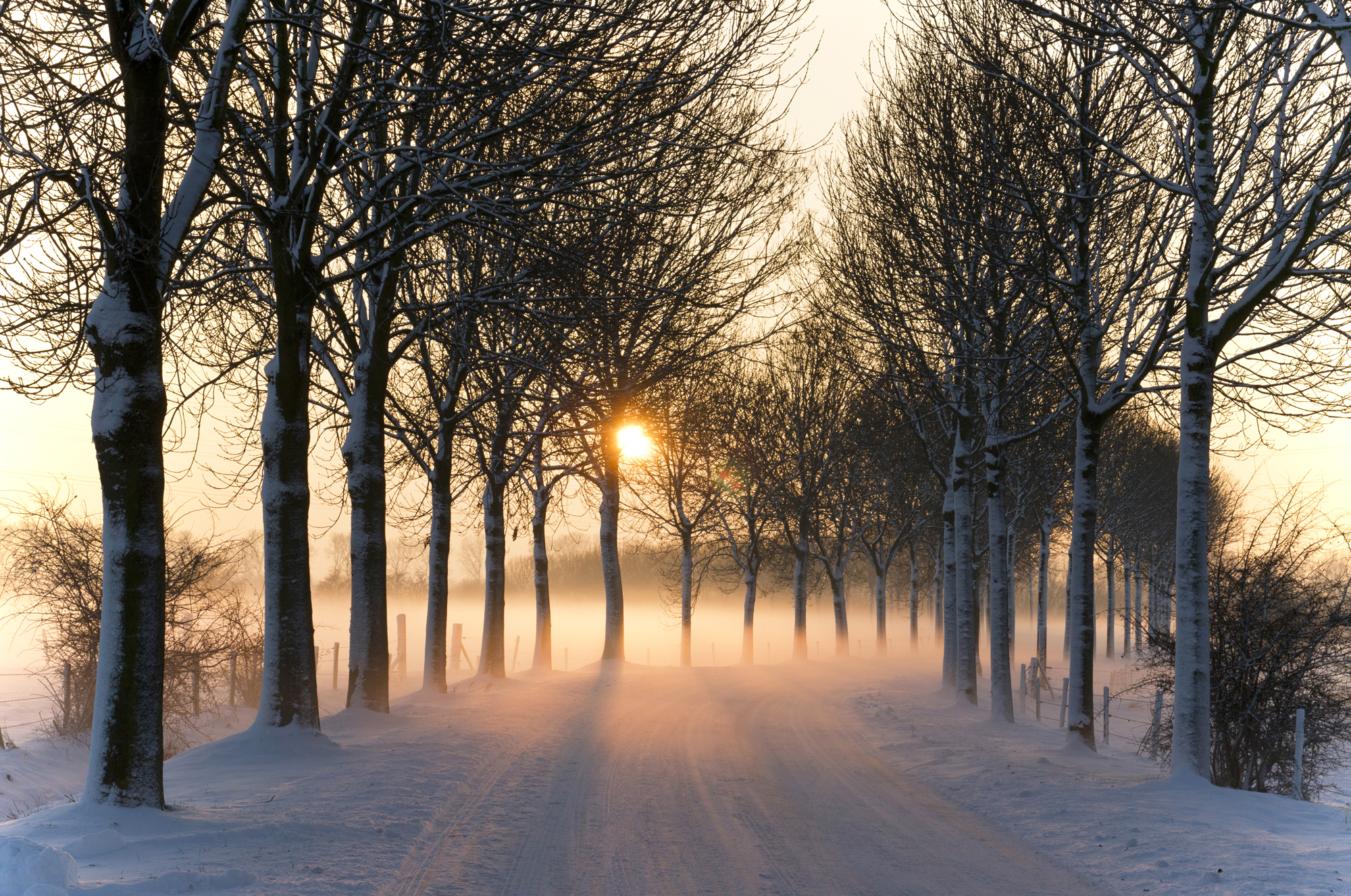 Download Tree-lined Sunset Sun Tree Snow Road Nature Winter HD Wallpaper