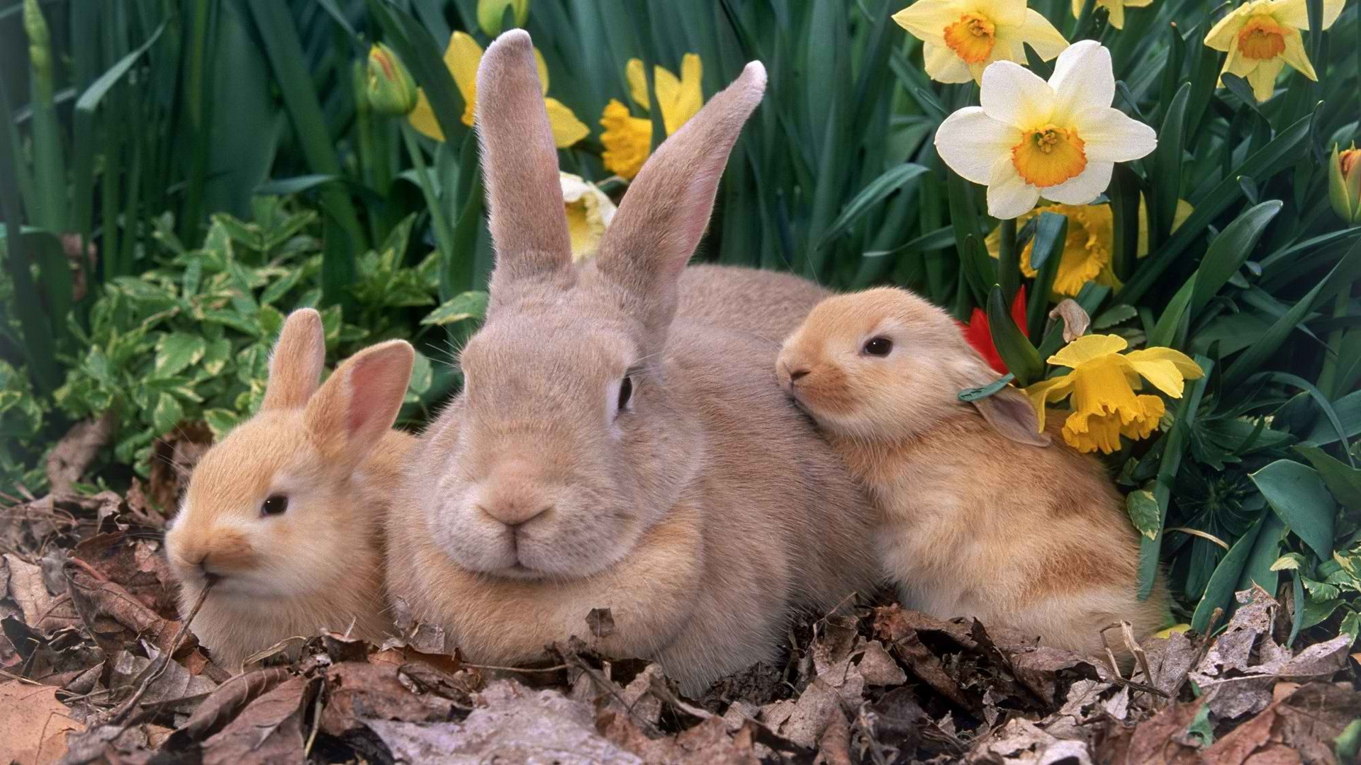 Download Animal Rabbit HD Wallpaper