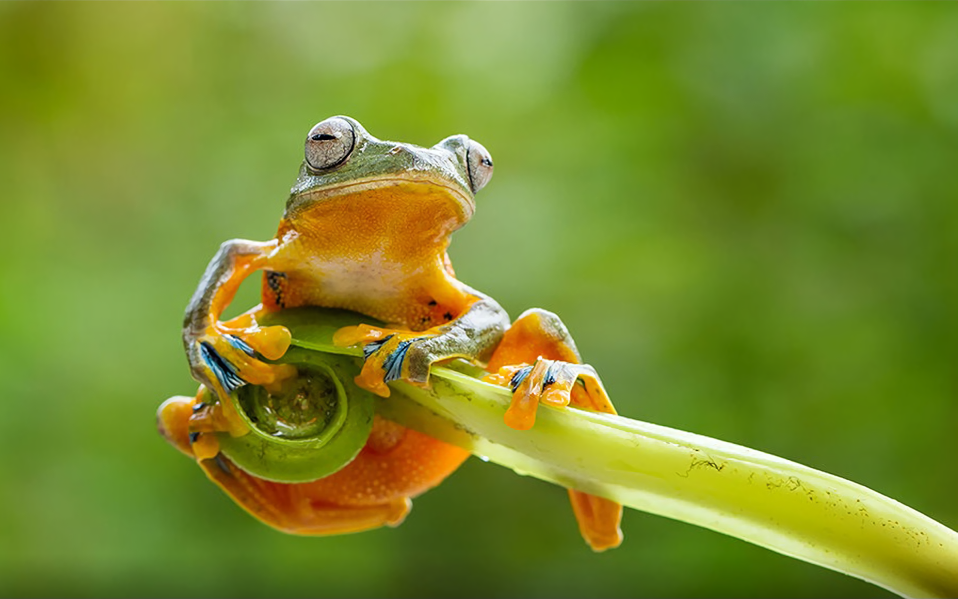 frog balancing on a twig