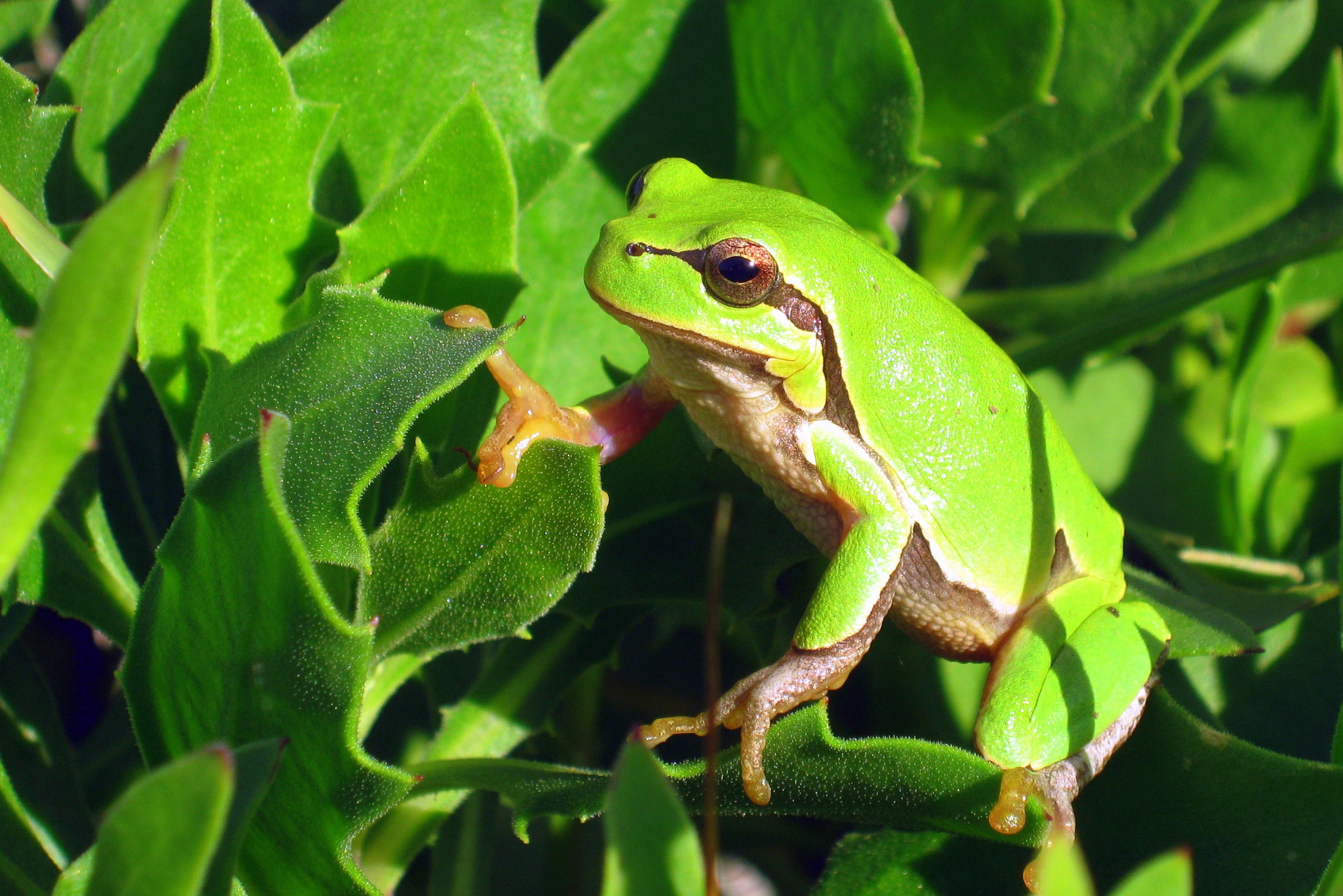 Download Green Leaf Plant Animal Frog HD Wallpaper by DOMINOBRAND