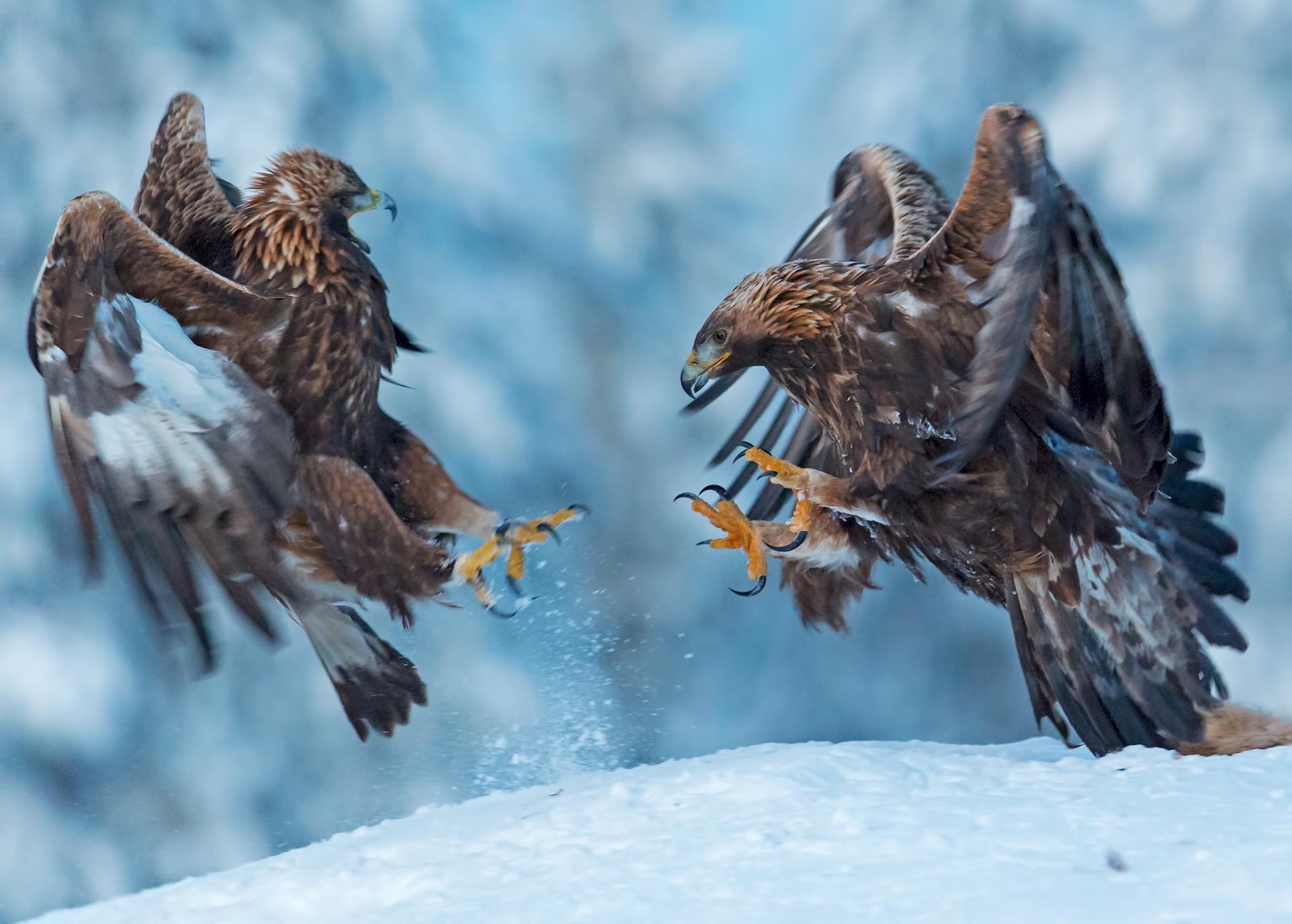 Majestic Eagles: Stunning HD Wallpaper of Wildlife in Action