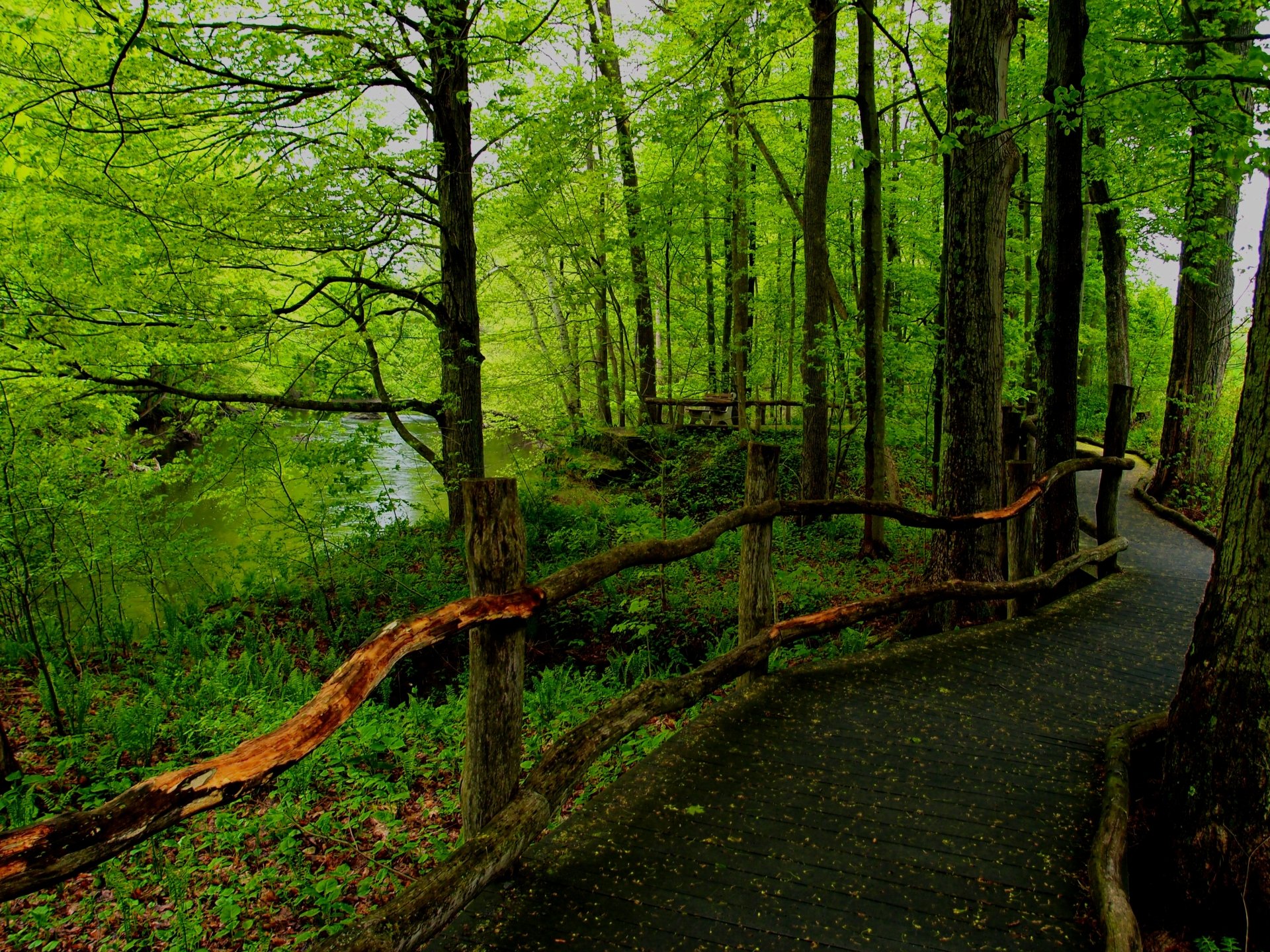 Serene Green Path: HD Wallpaper of a Tranquil Forest Boardwalk