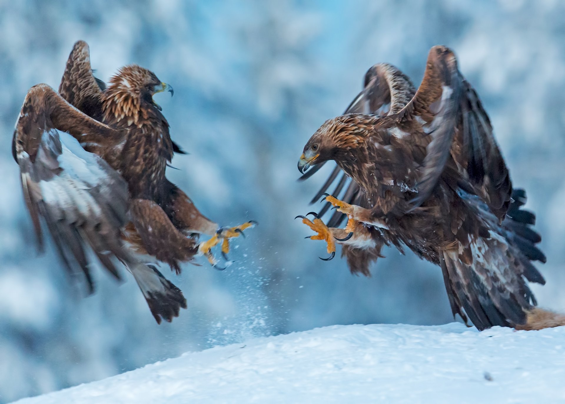 Majestic Eagles: Stunning HD Wallpaper of Wildlife in Action