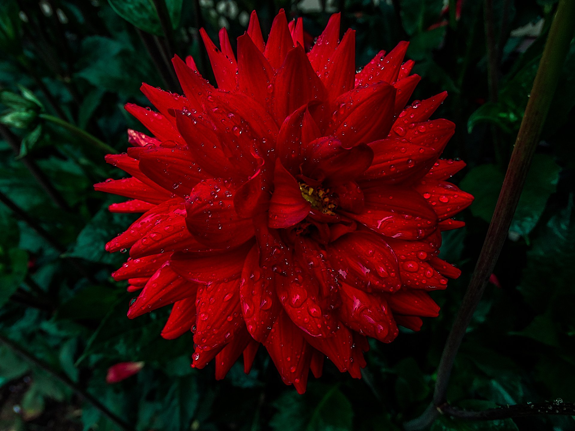 Red Dahlia
