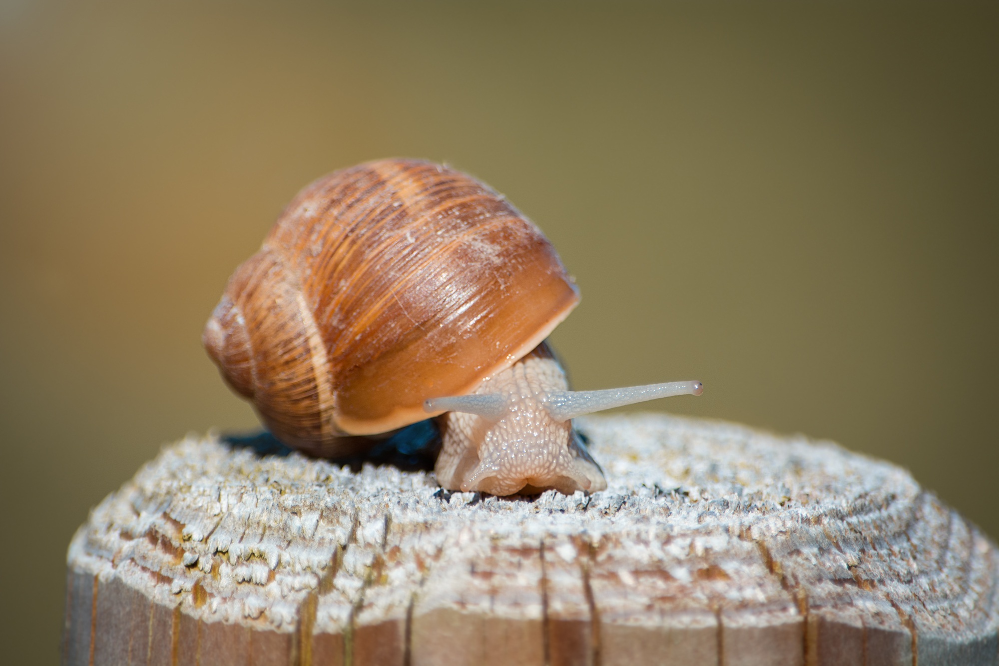 Snail on a wooden post by Pezibear