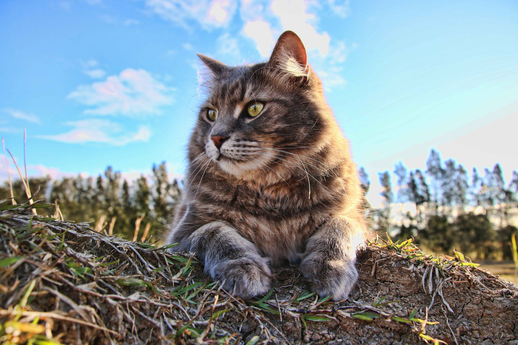 Majestic Cat in Nature - HD Wallpaper