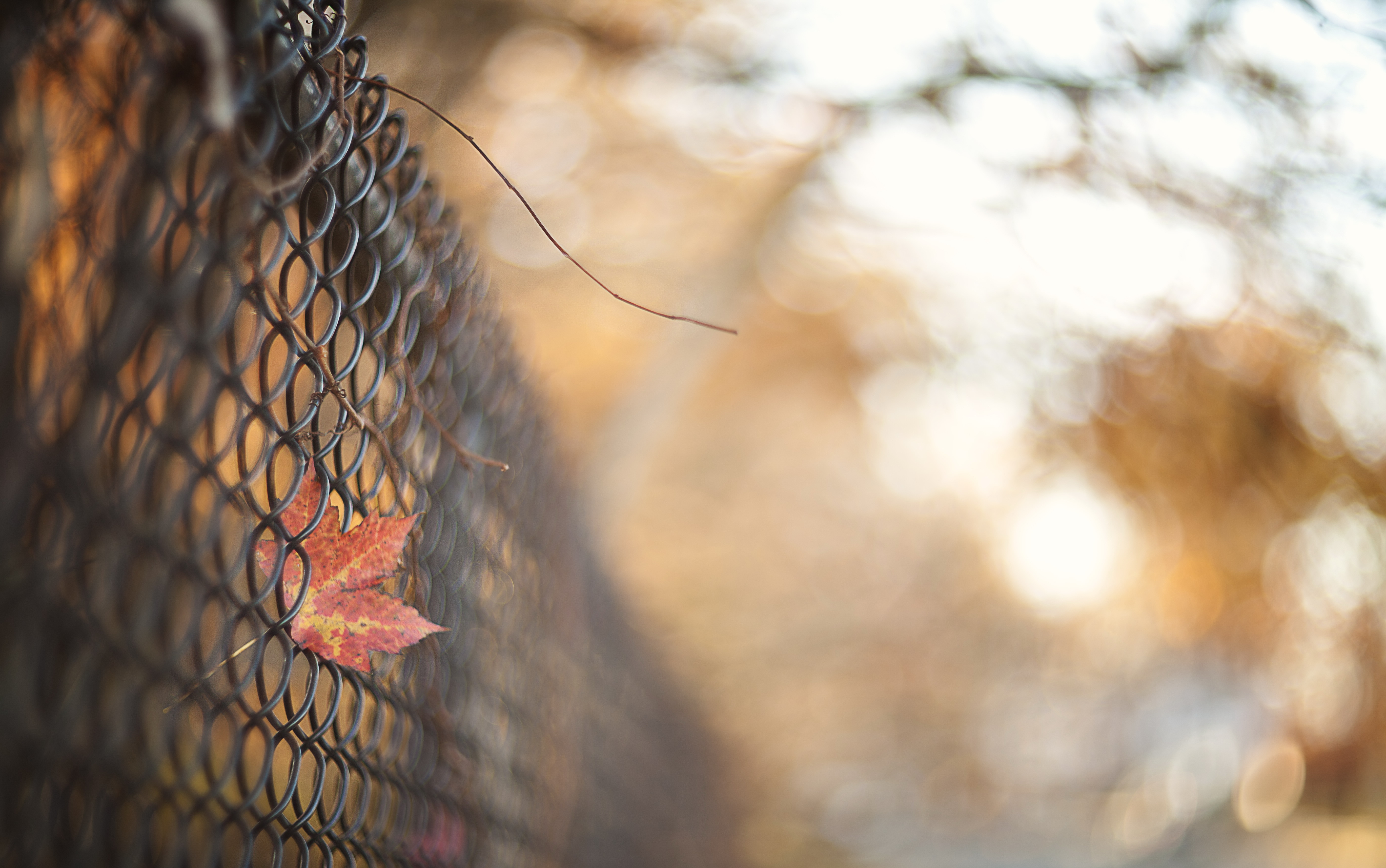 Download Leaf Bokeh Man Made Fence 4k Ultra HD Wallpaper