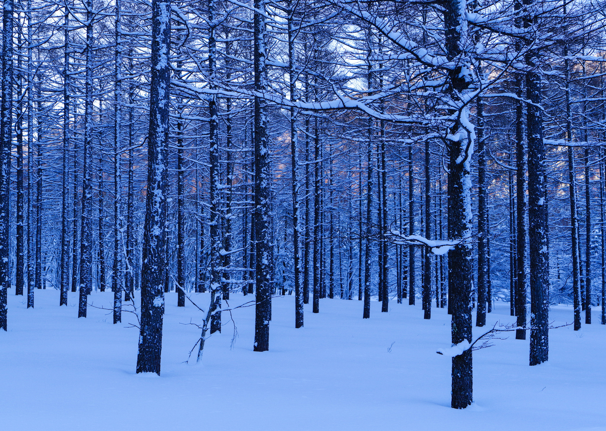 Download Snow Tree Forest Nature Winter HD Wallpaper