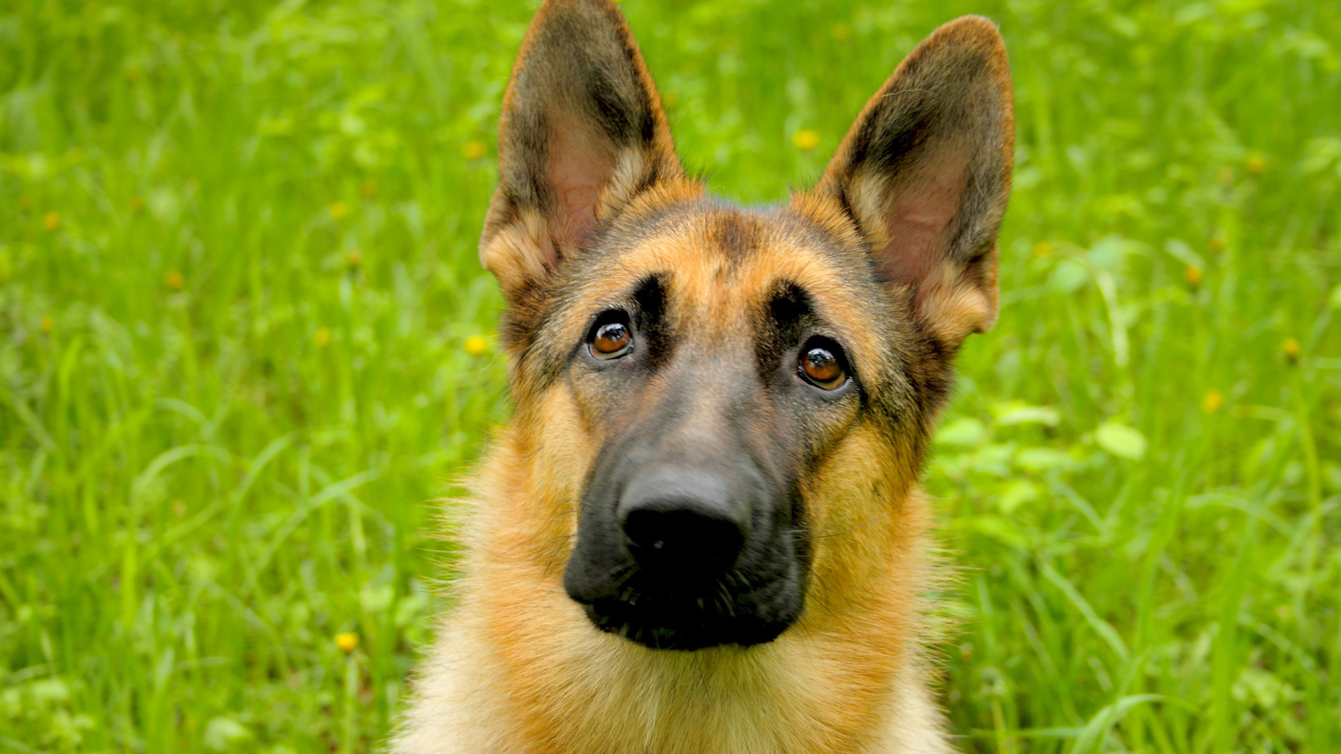 Majestic German Shepherd HD Wallpaper: Nature’s Loyal Guardian