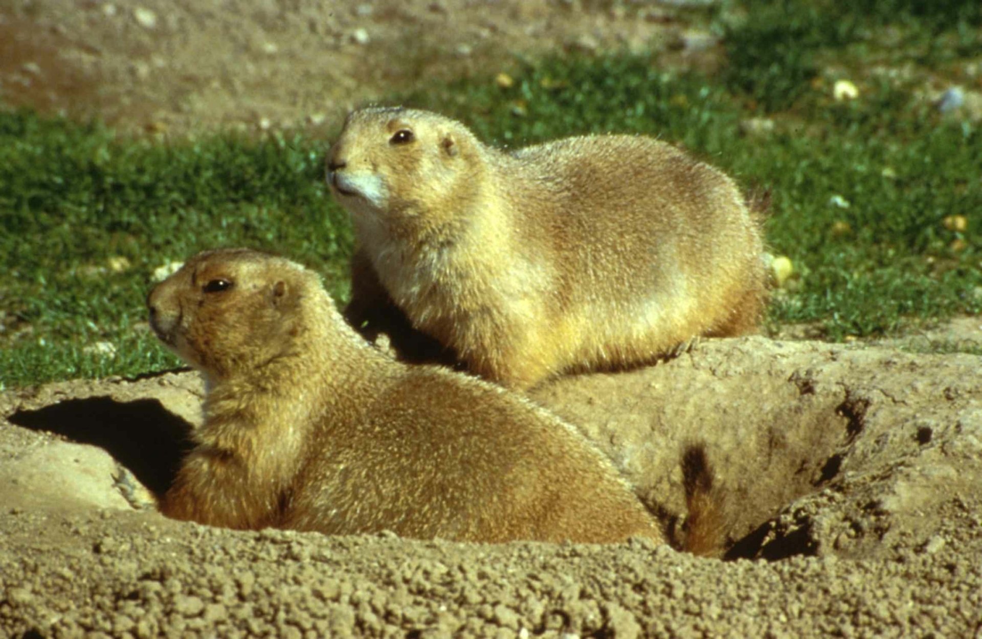 Download Animal Prairie Dog HD Wallpaper