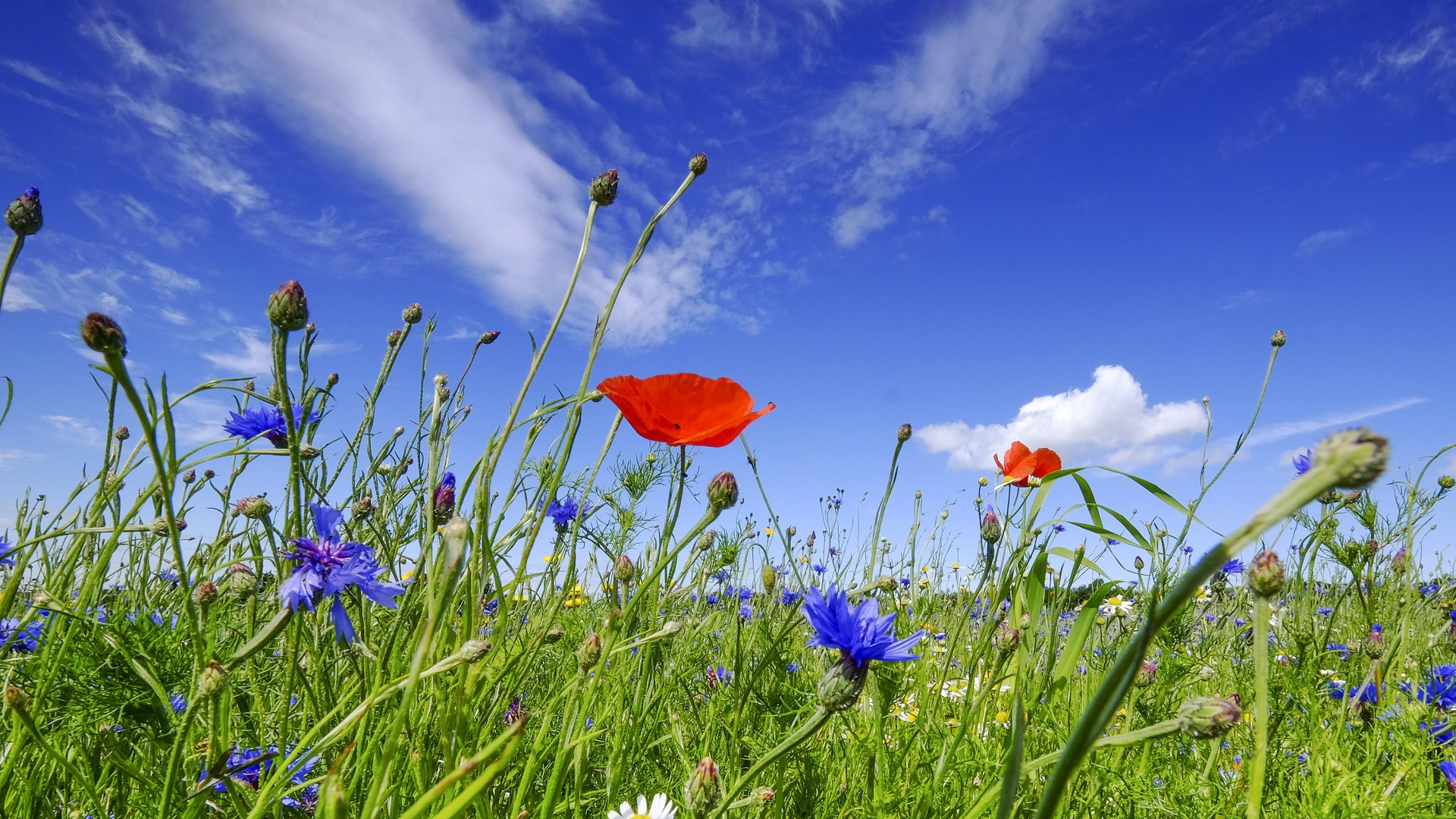 Download Summer Red Flower Blue Flower Flower Field Nature Meadow HD ...