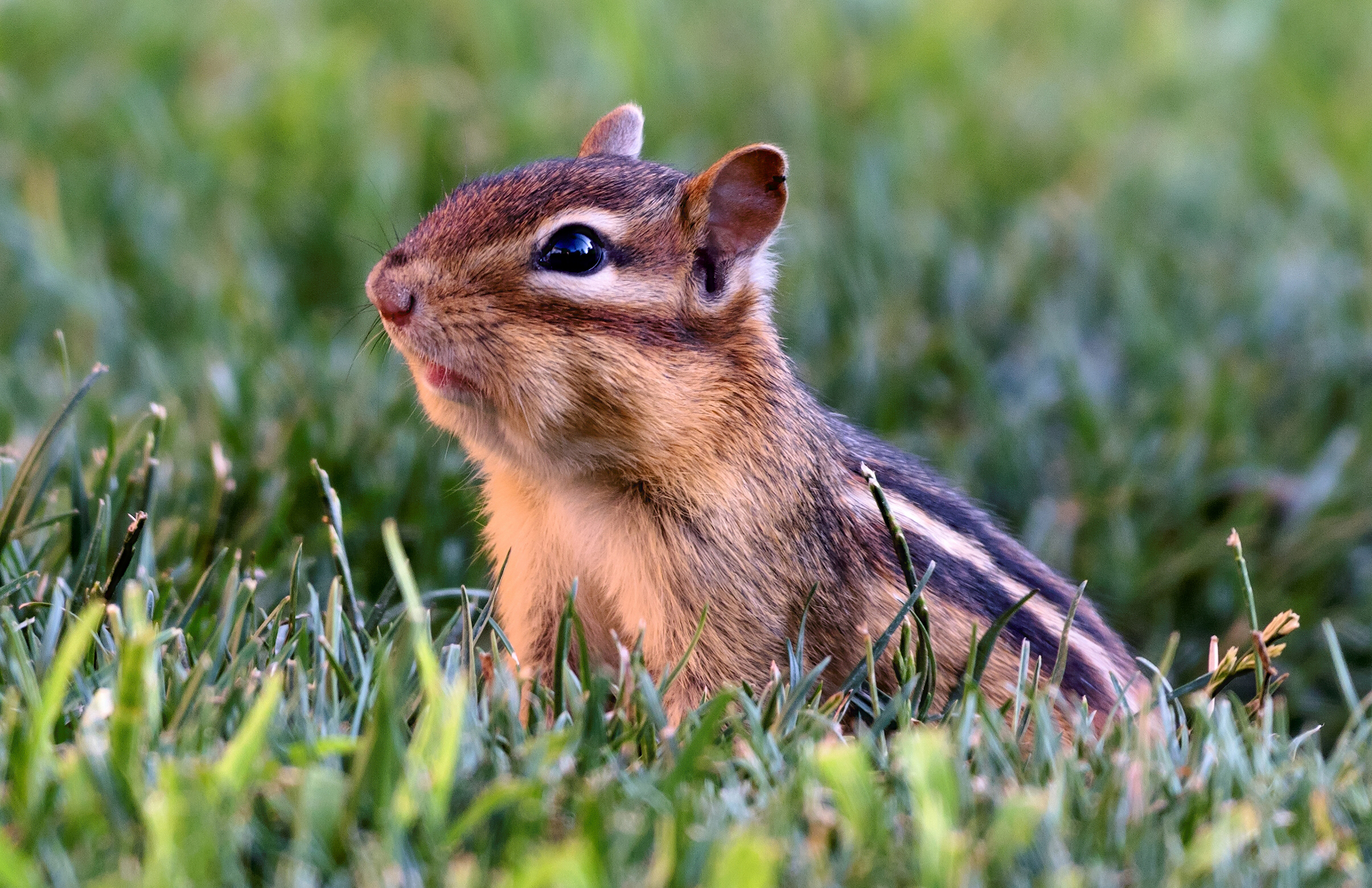 Download Grass Rodent Animal Chipmunk HD Wallpaper