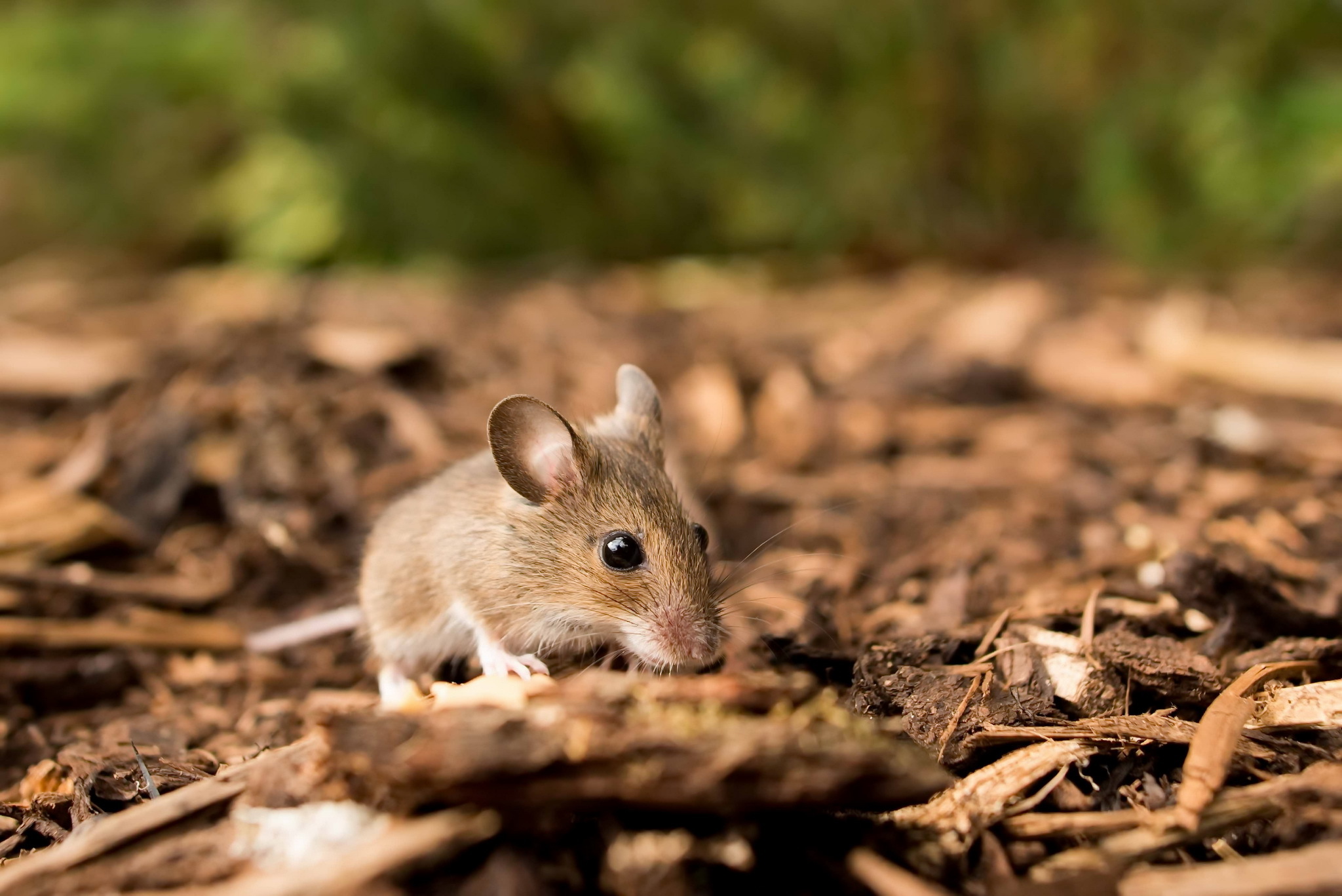 Download Close-up Rodent Animal Mouse HD Wallpaper