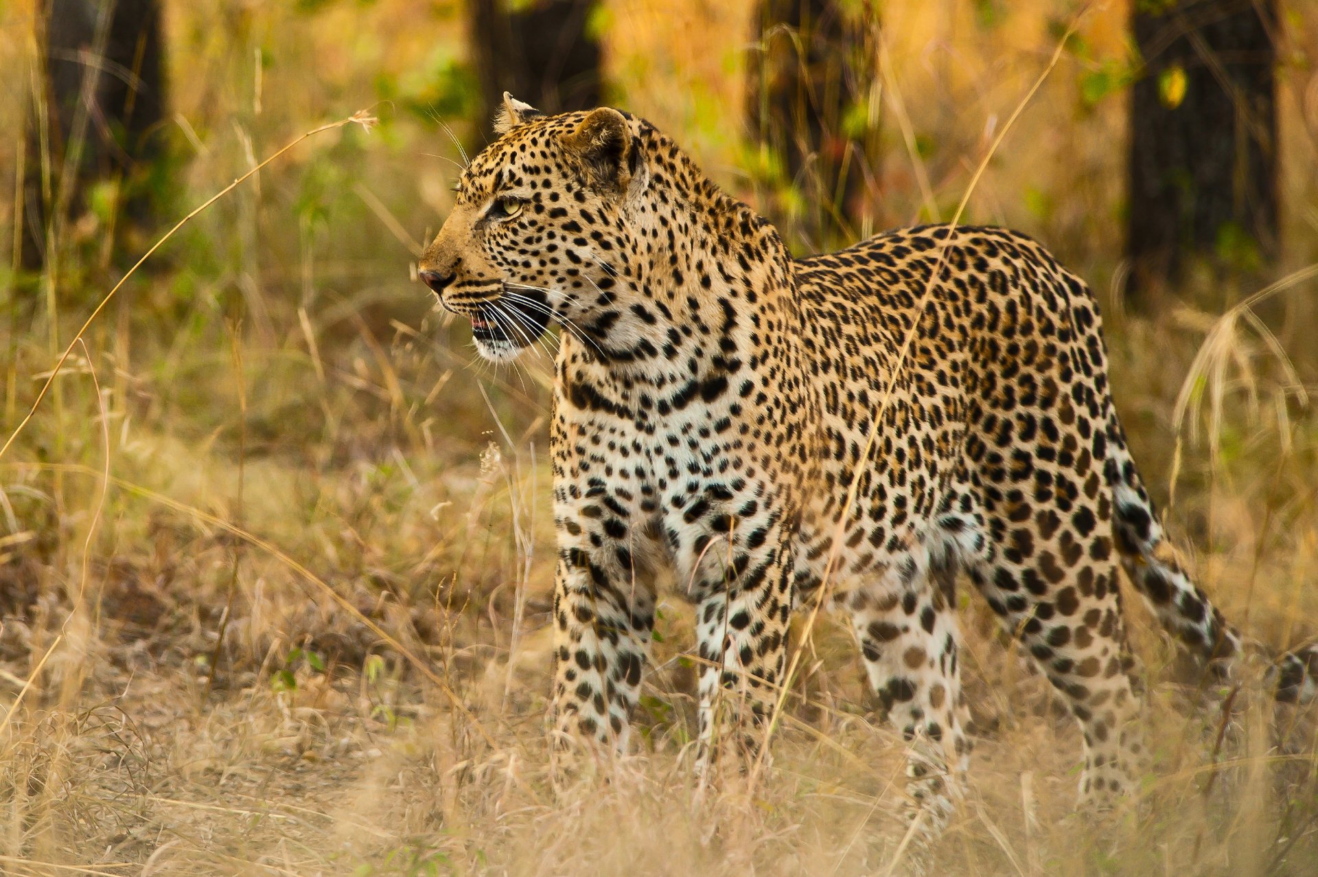 Majestic Leopard HD: Stunning Wildlife Wallpaper | 3200x2129 ...