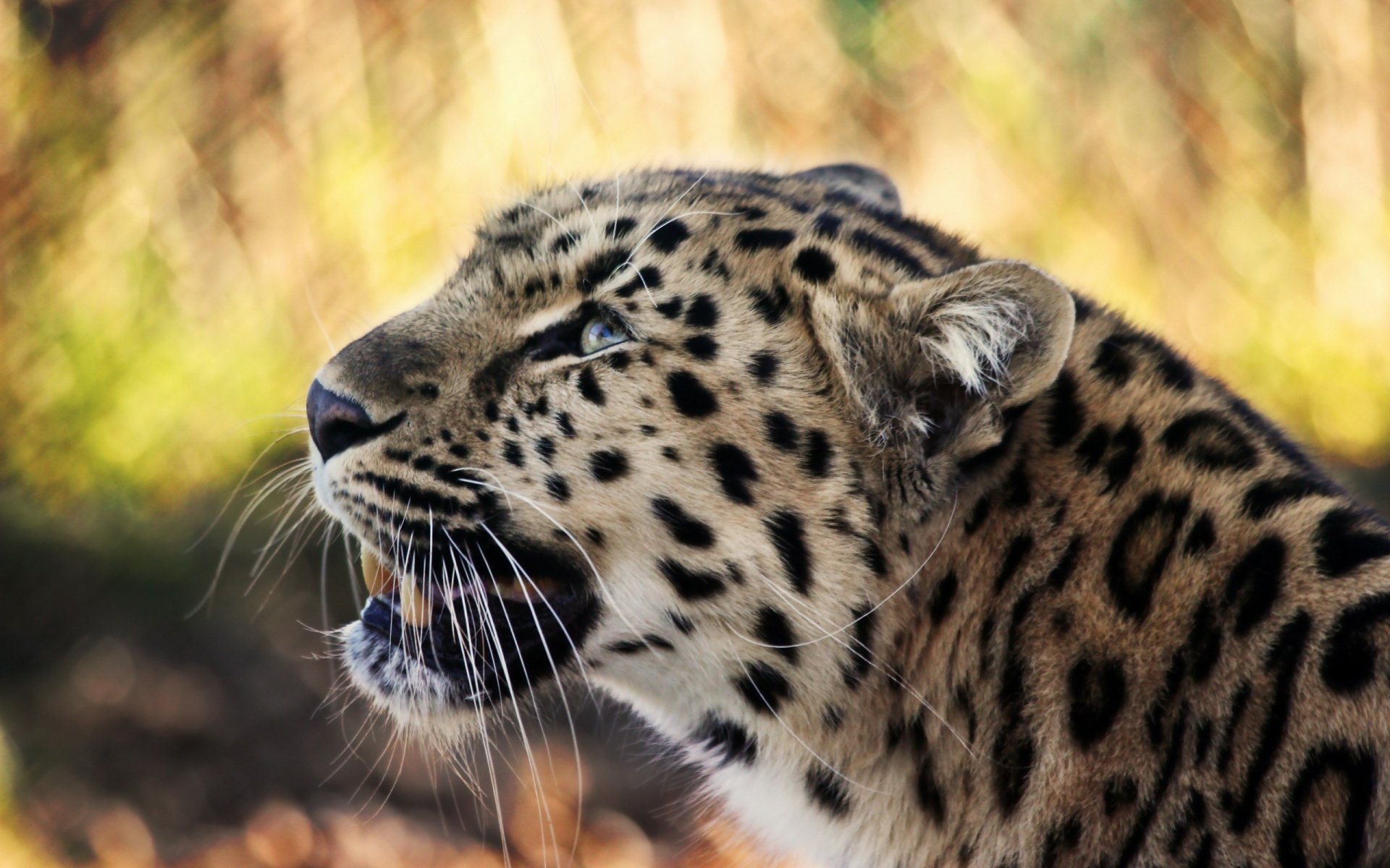 Download Animal Leopard HD Wallpaper | 2560x1600 | Wallpaper Abyss