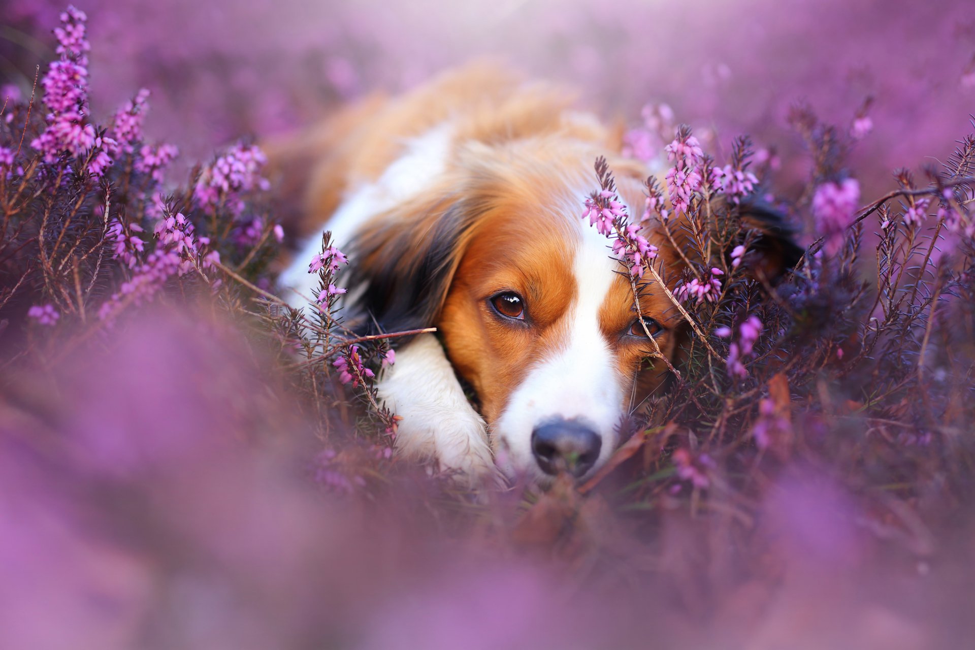 Serene Canine Amidst Purple Blooms - Stunning HD Animal Field Wallpaper