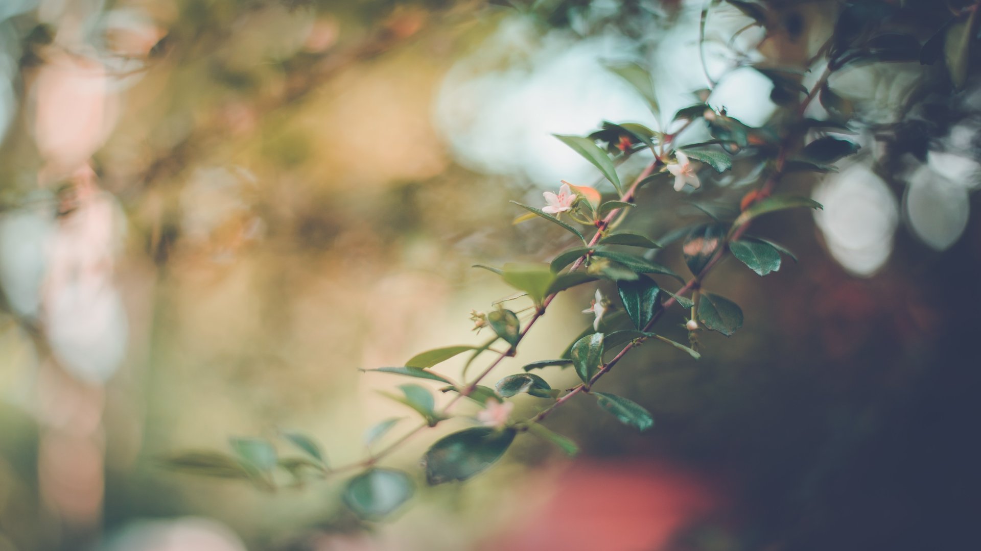 Download Close-up Nature Bokeh Branch 4k Ultra HD Wallpaper