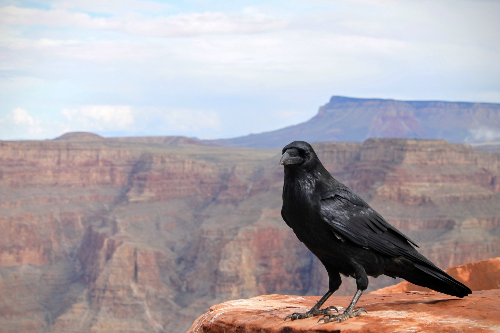 Majestic Crow King: 4K Ultra HD Wildlife Wallpaper