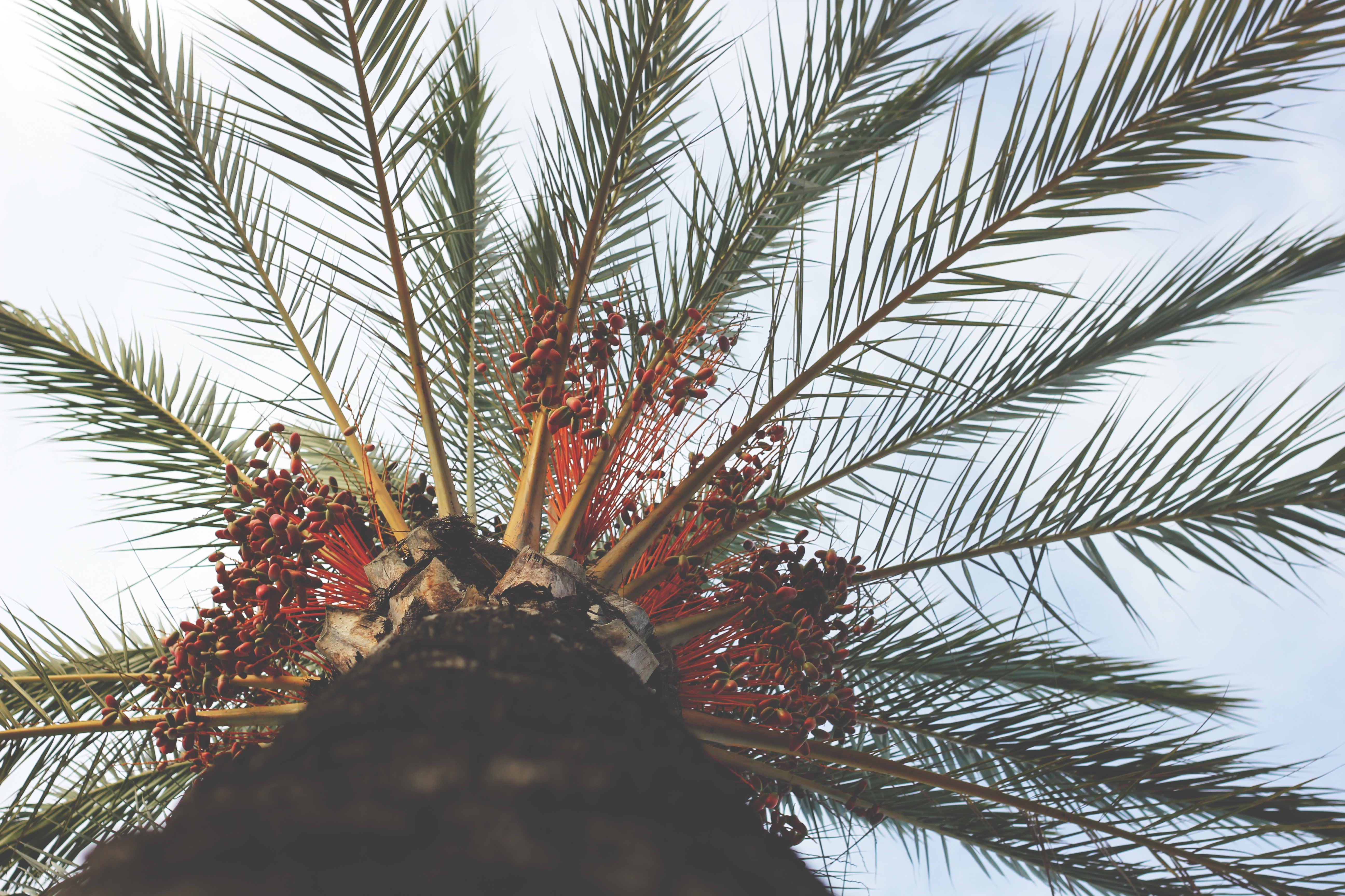 Download Close-up Nature Palm Tree 4k Ultra HD Wallpaper