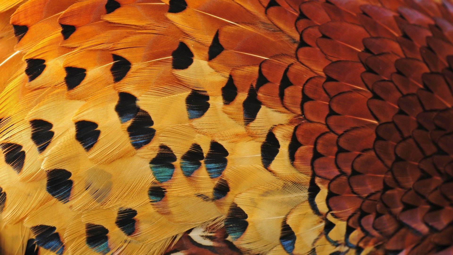 Download Bird Photography Feather HD Wallpaper | 1920x1080 | Wallpaper ...